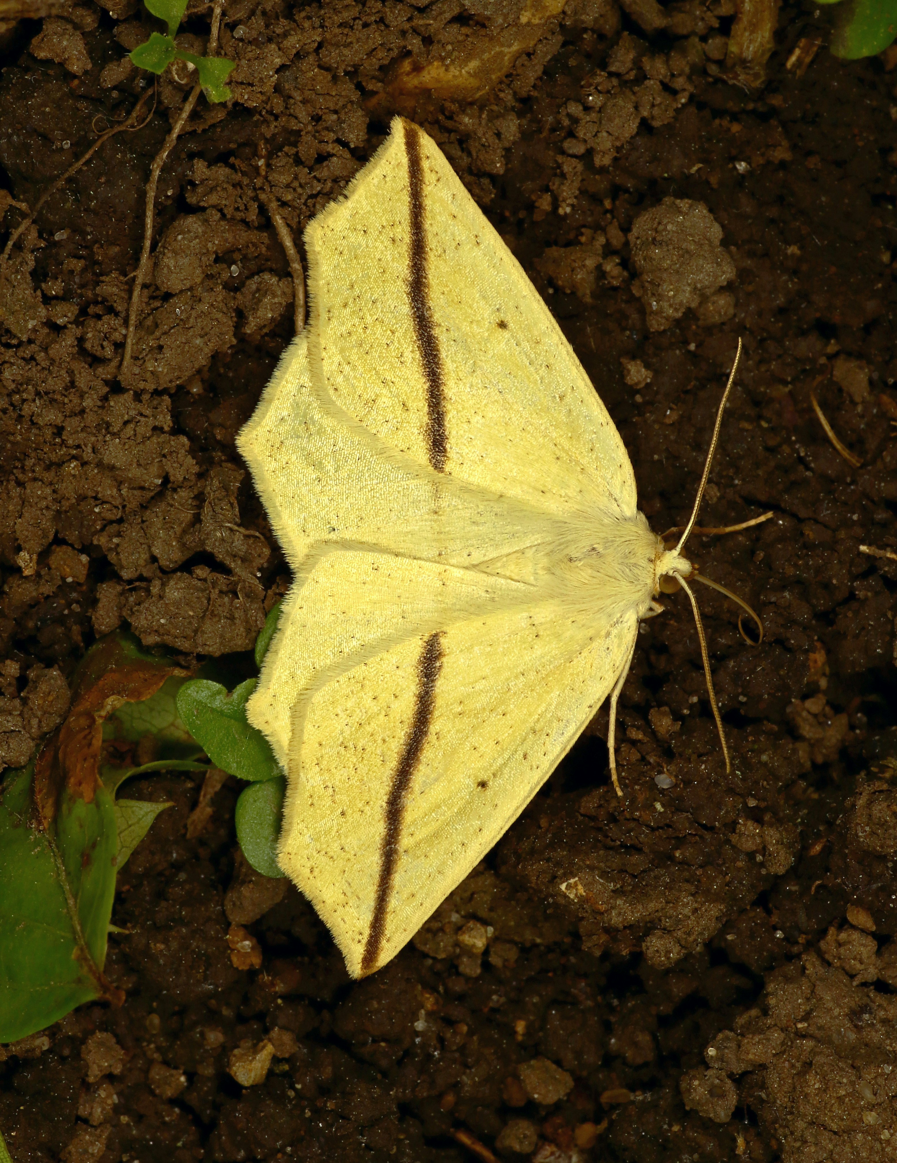 Twin-Stripe Lemon Moth on an Earthy Canvas