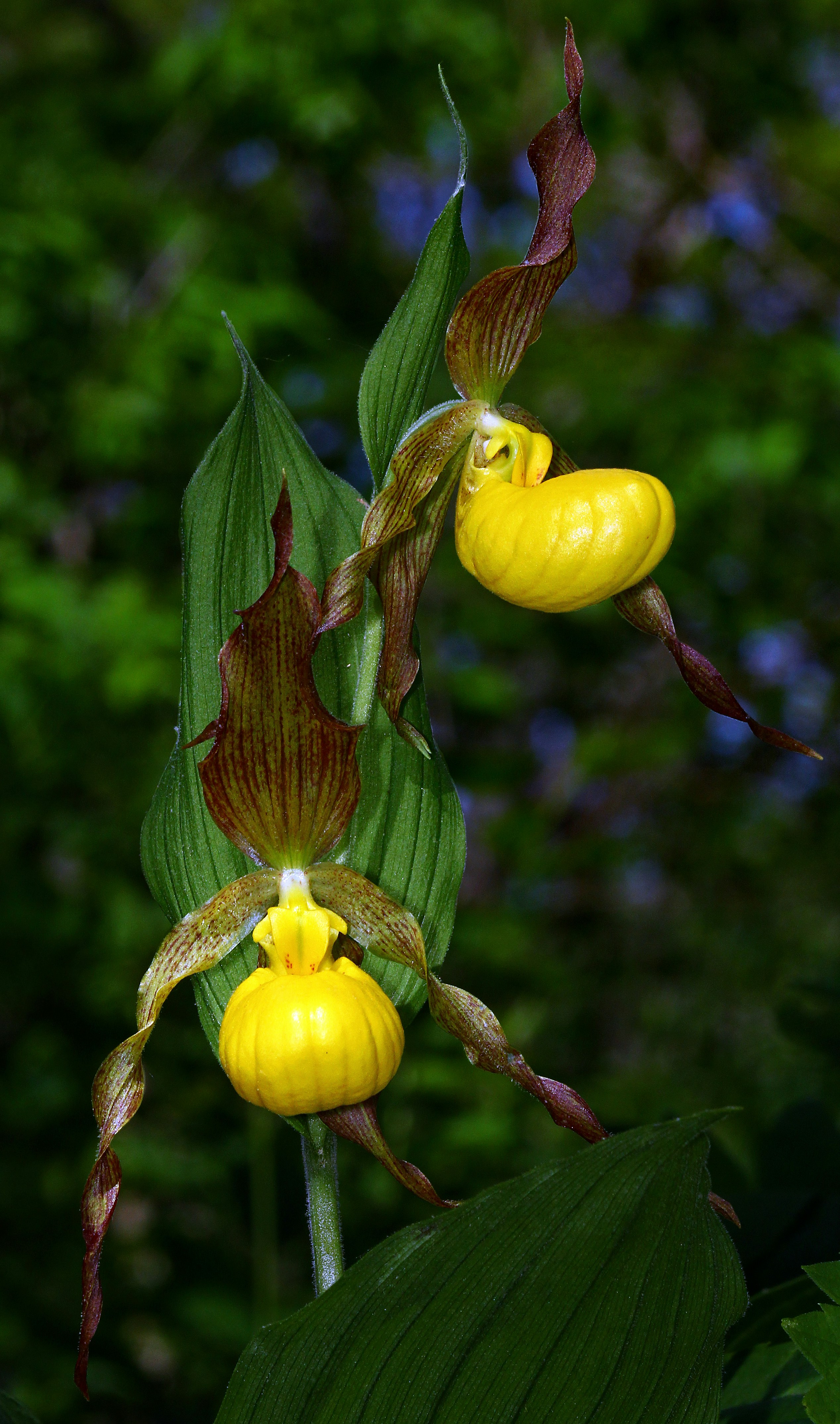 Two Yellow Karatas Orchids in Focus