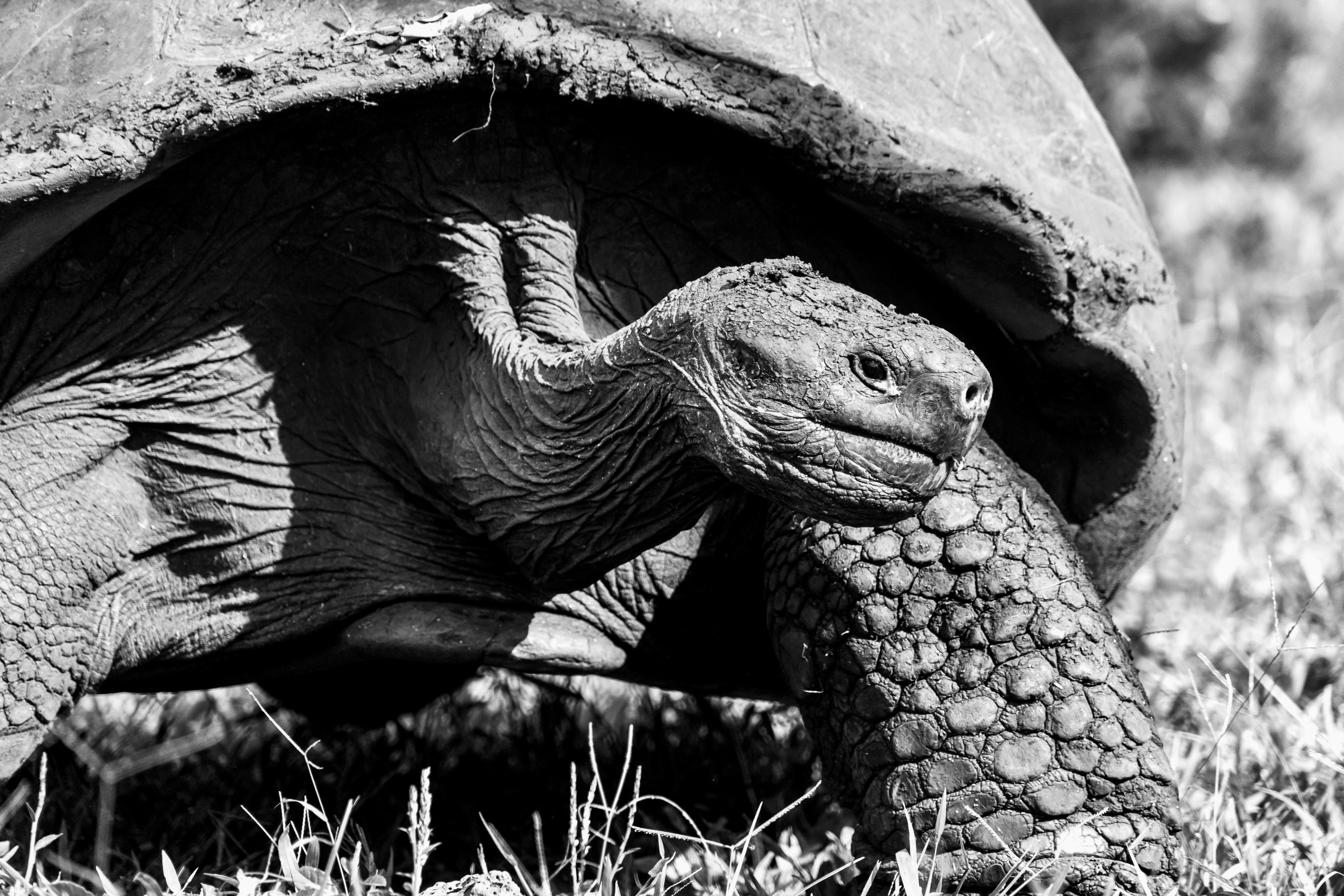 Wise Wanderer in Monochrome