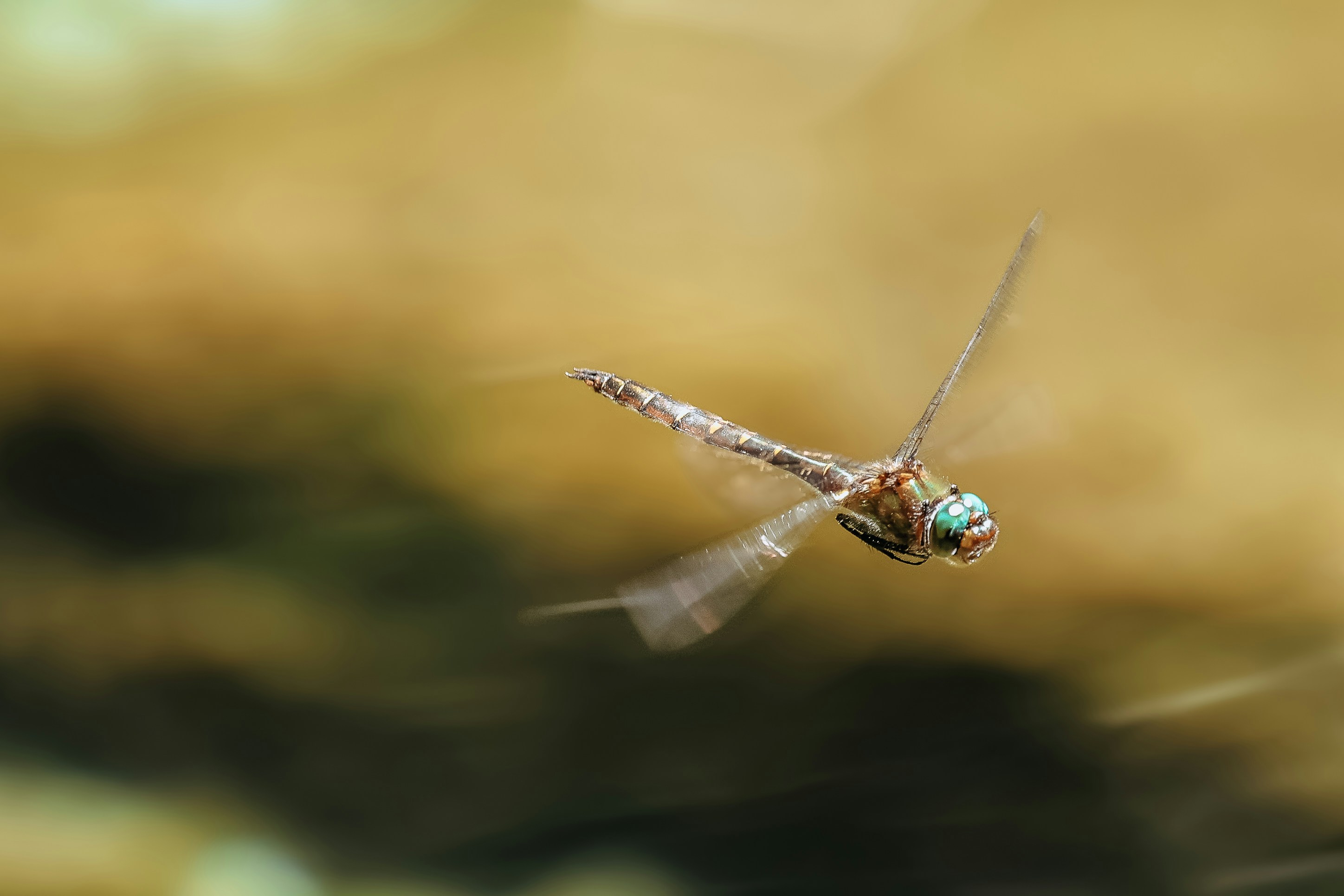 Emerald-eyed Dragonfly in a Golden Blur