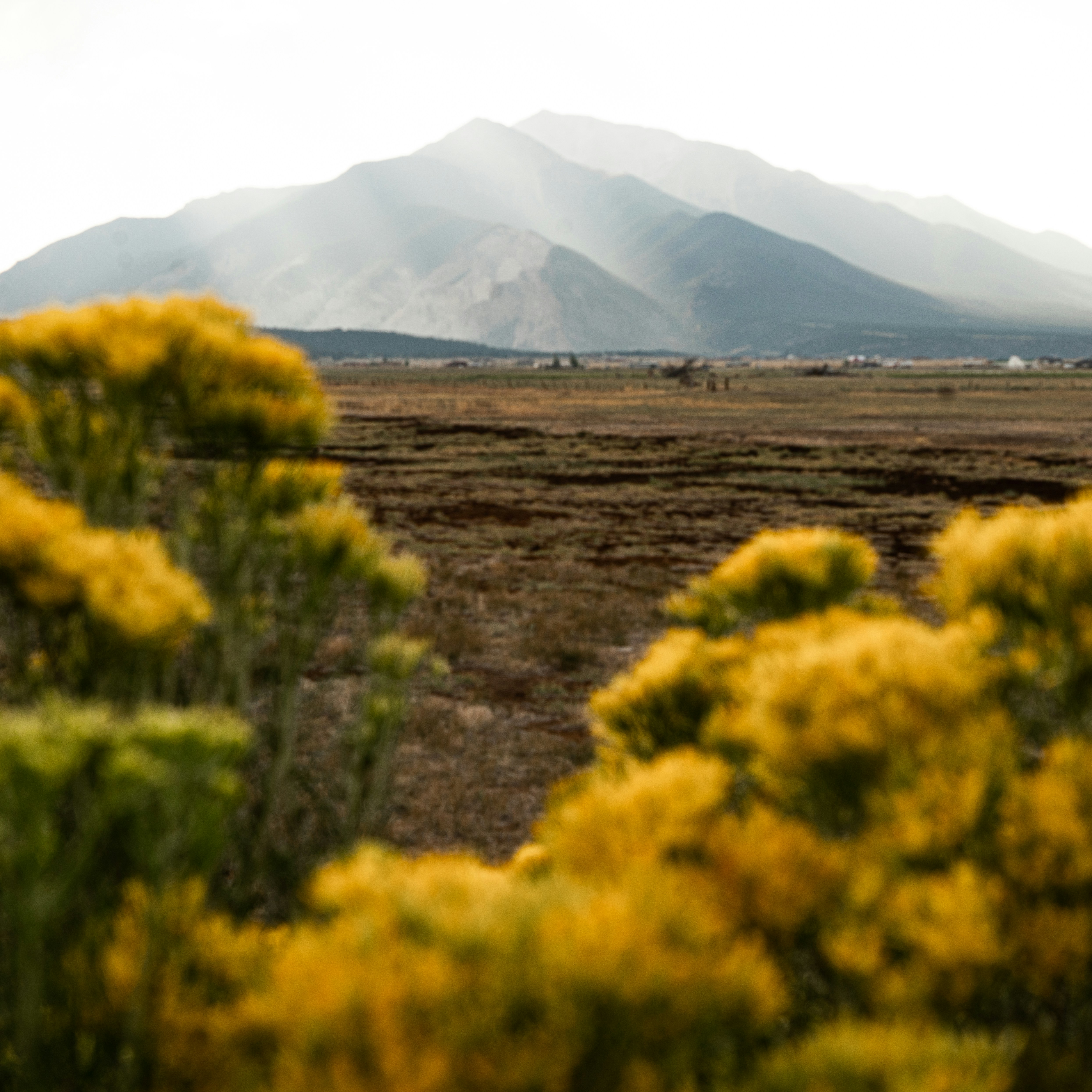 Golden Gorse Fringes a Quiet Plain as Misty Peaks Rise