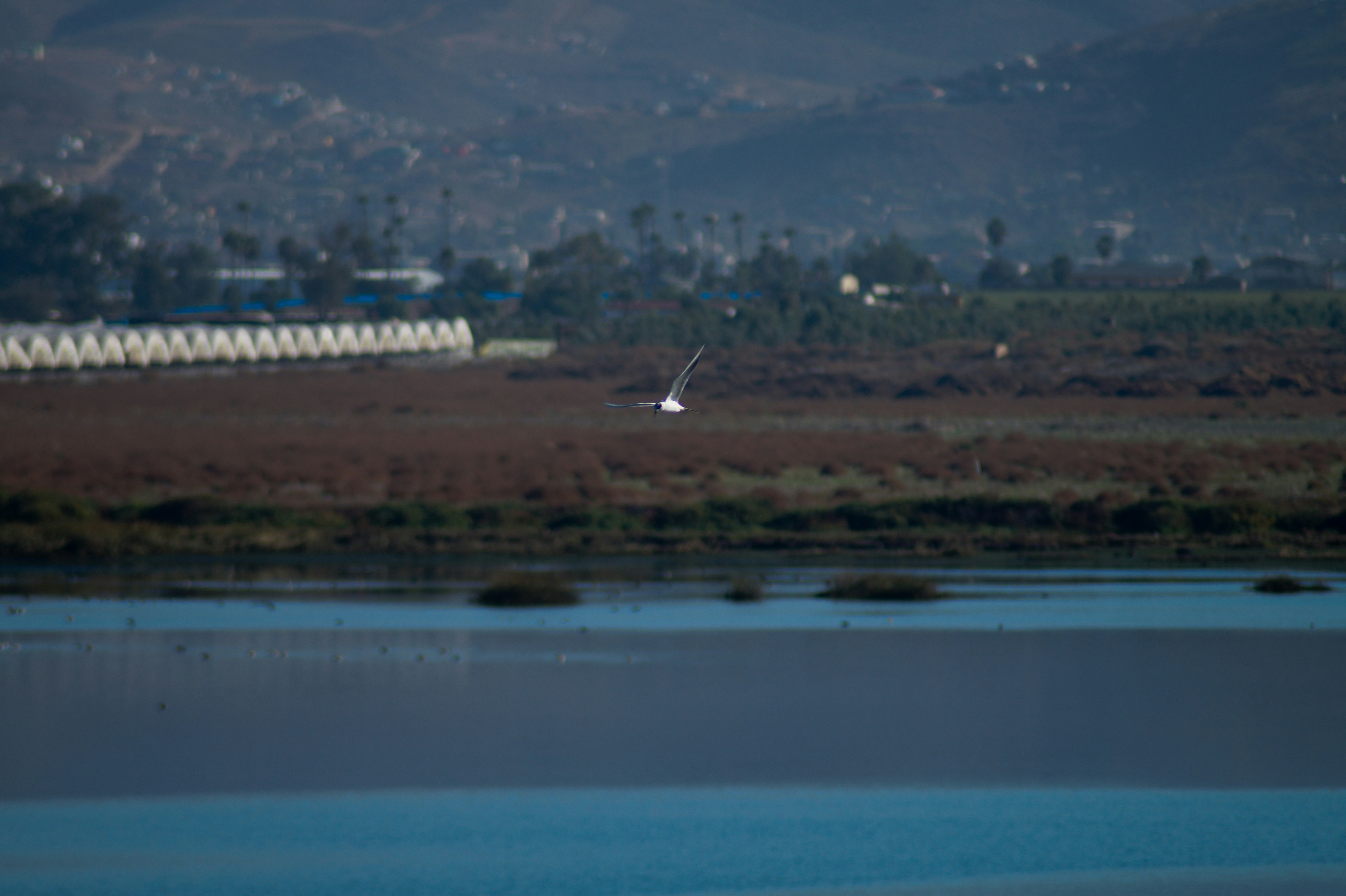 Gull Silhouette Over a Quiet Coastal Wetland