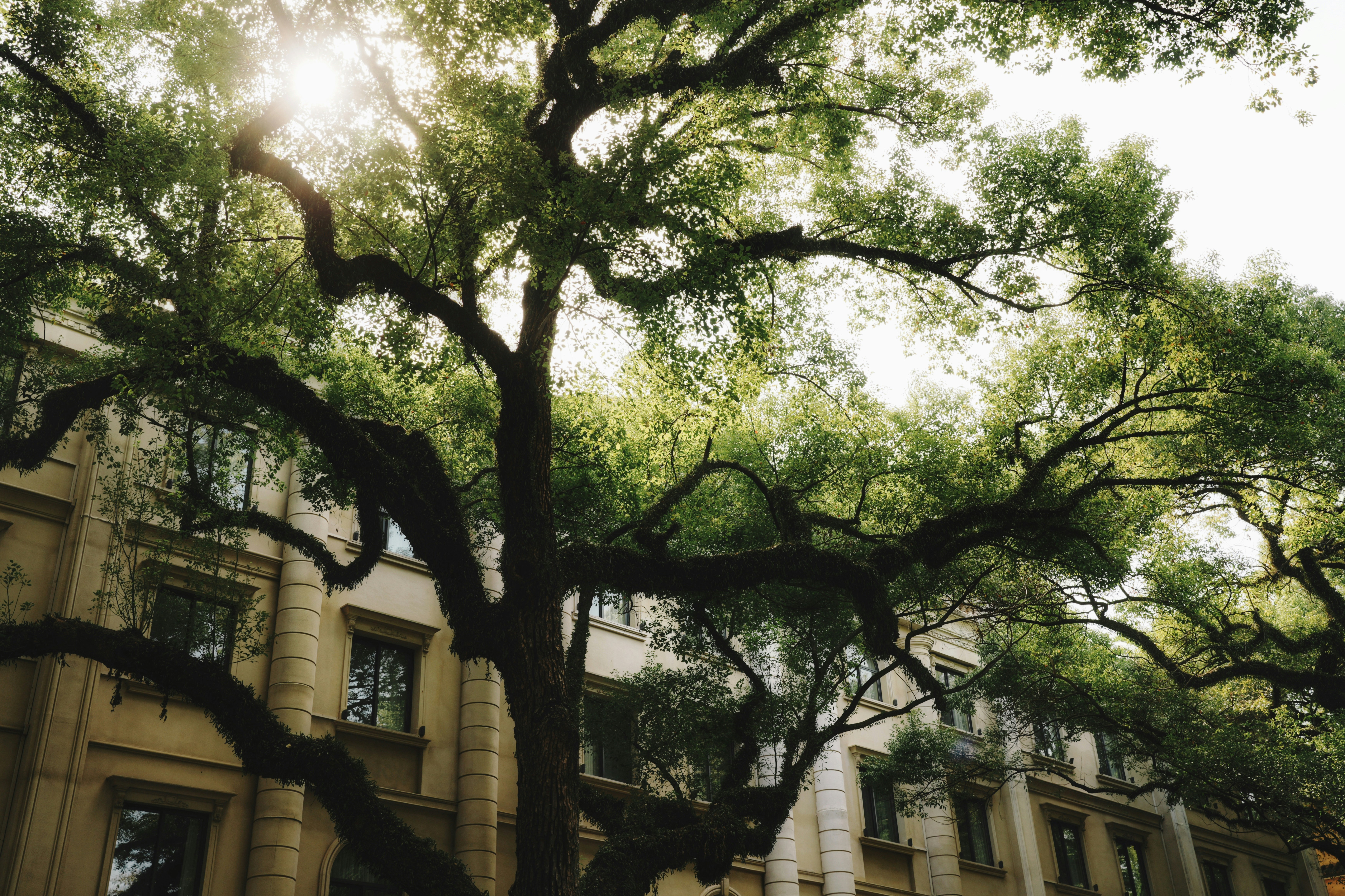 A large tree in front of a building photo – Free Building Image on Unsplash