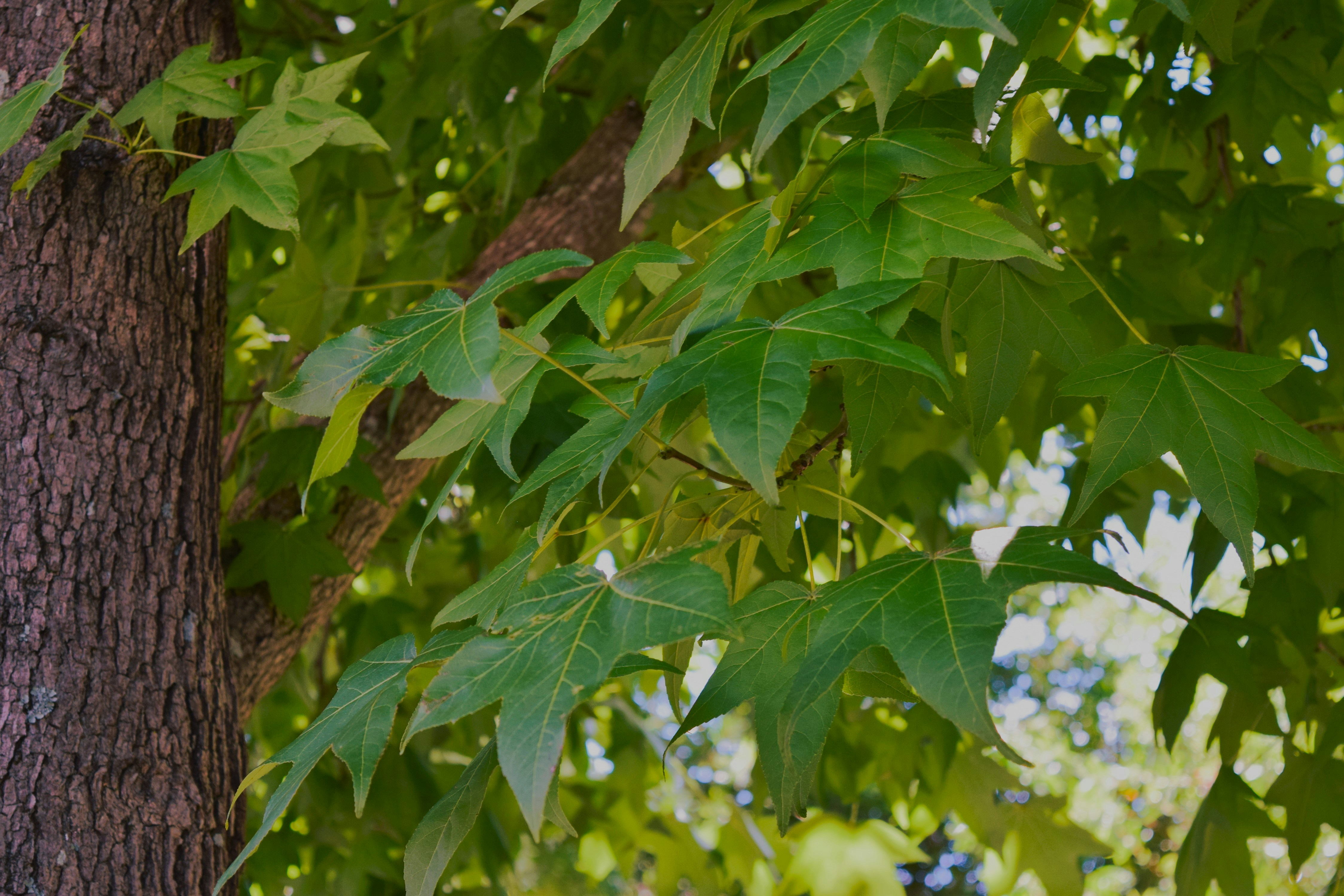Emerald Canopy Framed by Bark in Dappled Light