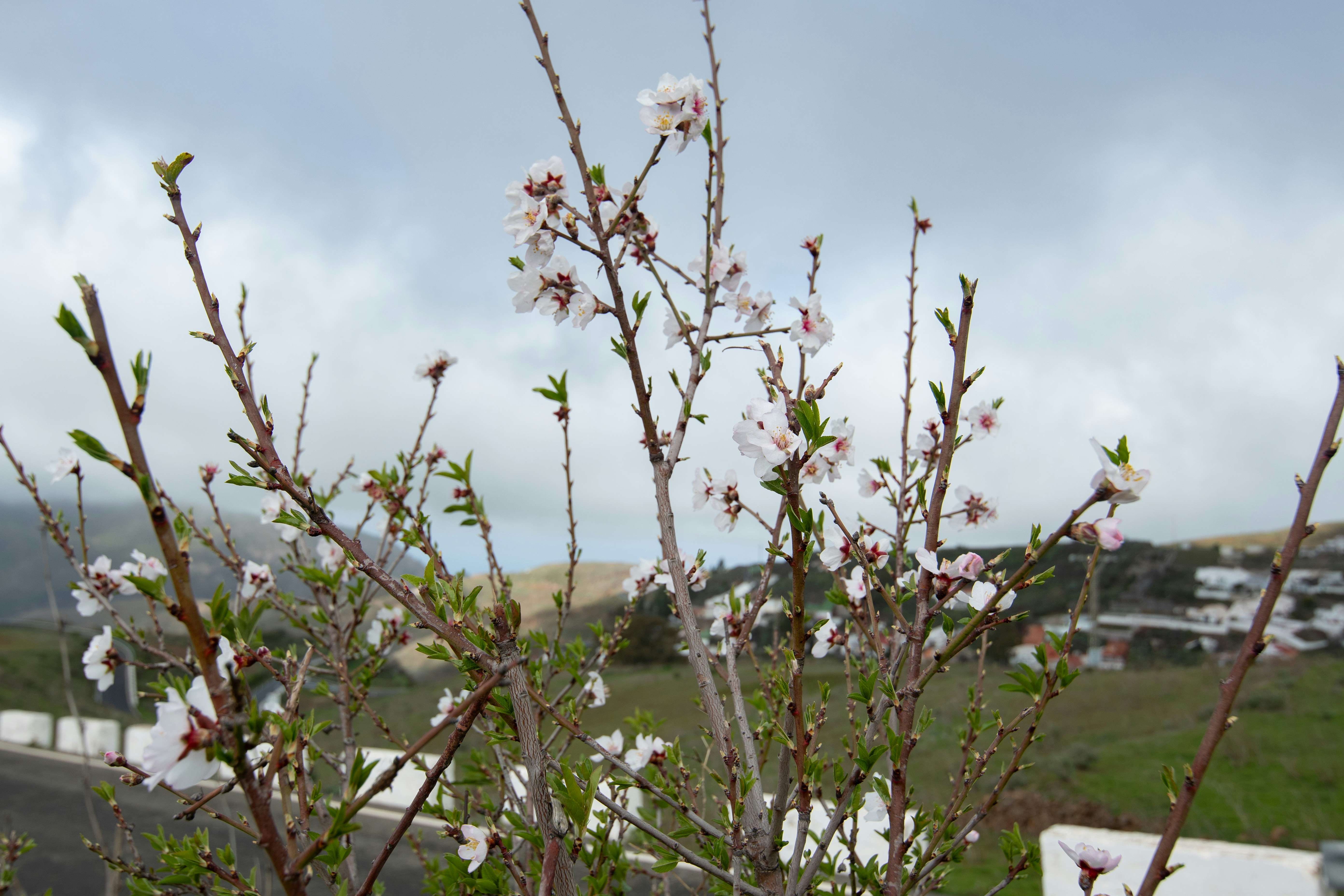 Blossoms Reaching Skyward Against a Rural Backdrop