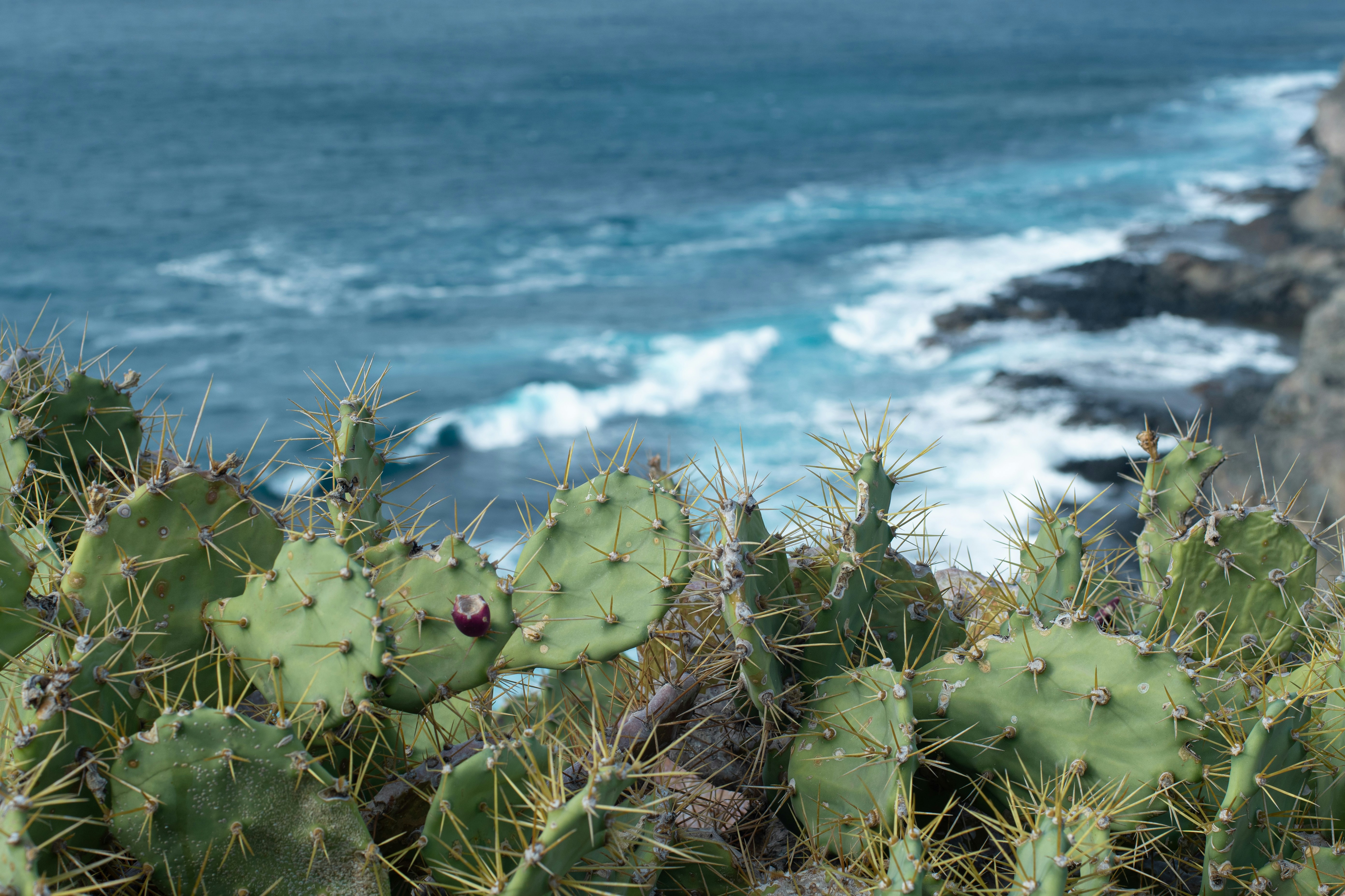 Cluster of spiky cacti on a rocky coastline with vibrant blue ocean waves in the background.