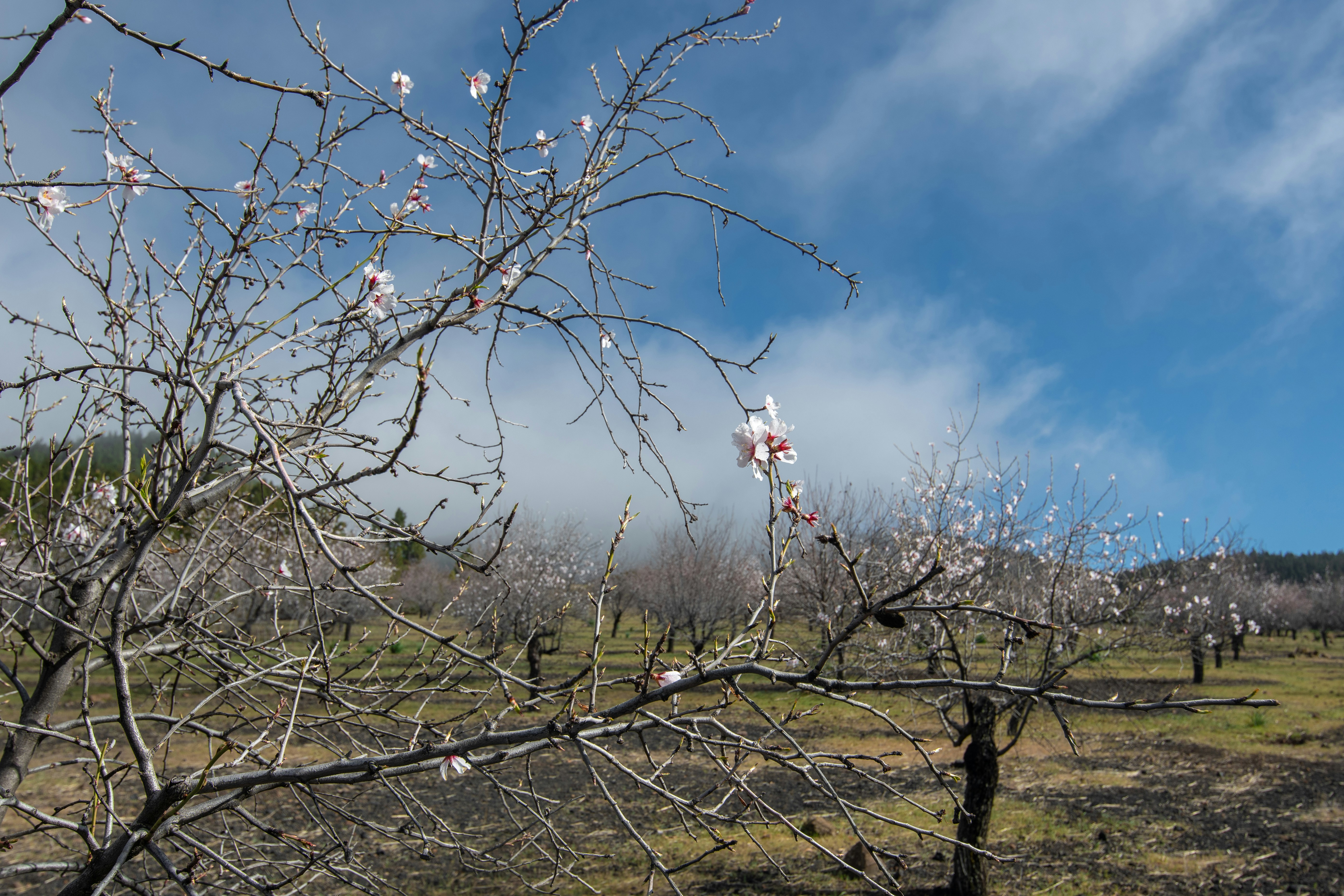 Pink Threads in a Dry Orchard Under a Clear Spring Sky