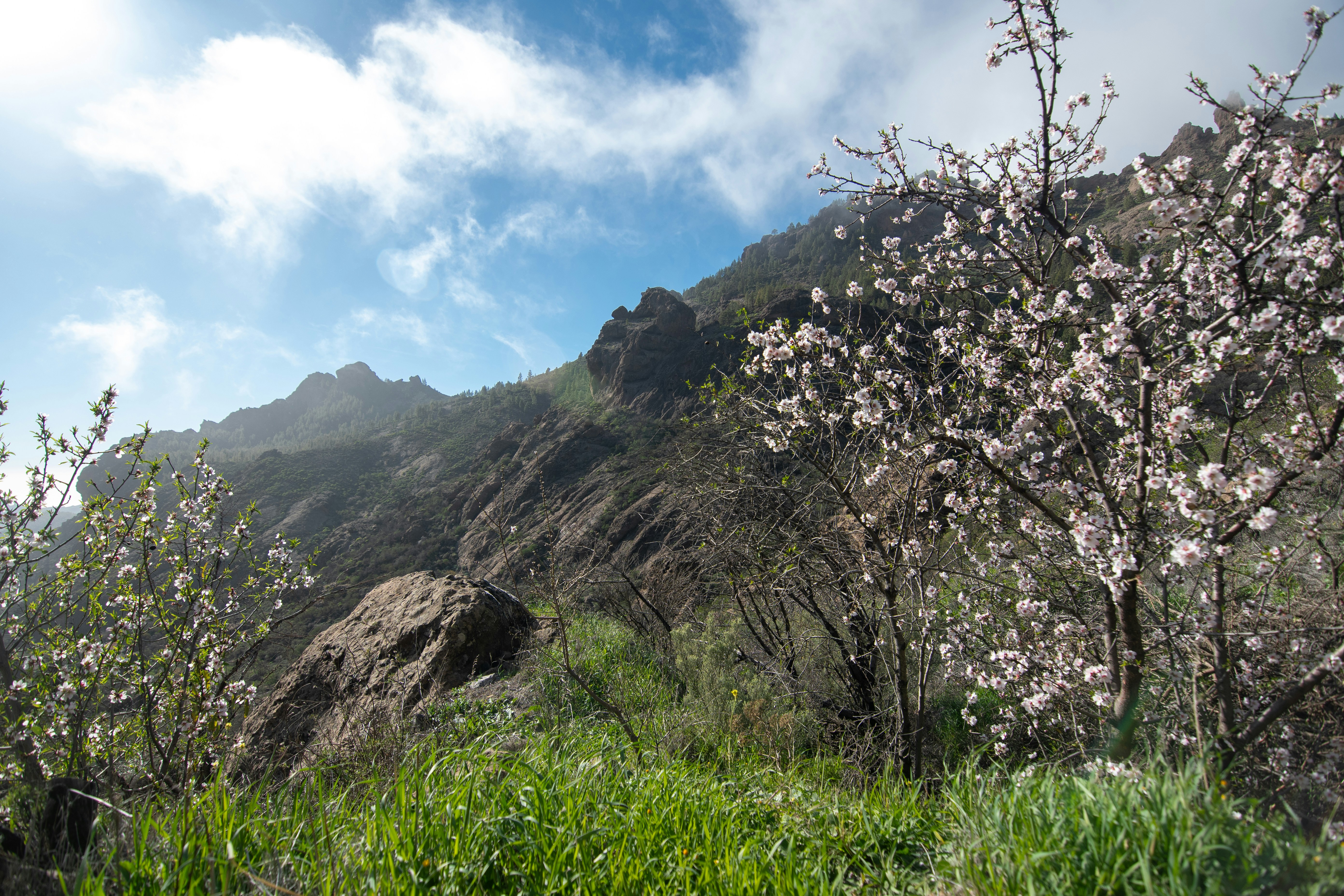 Blossom Dance in the Mountain Air