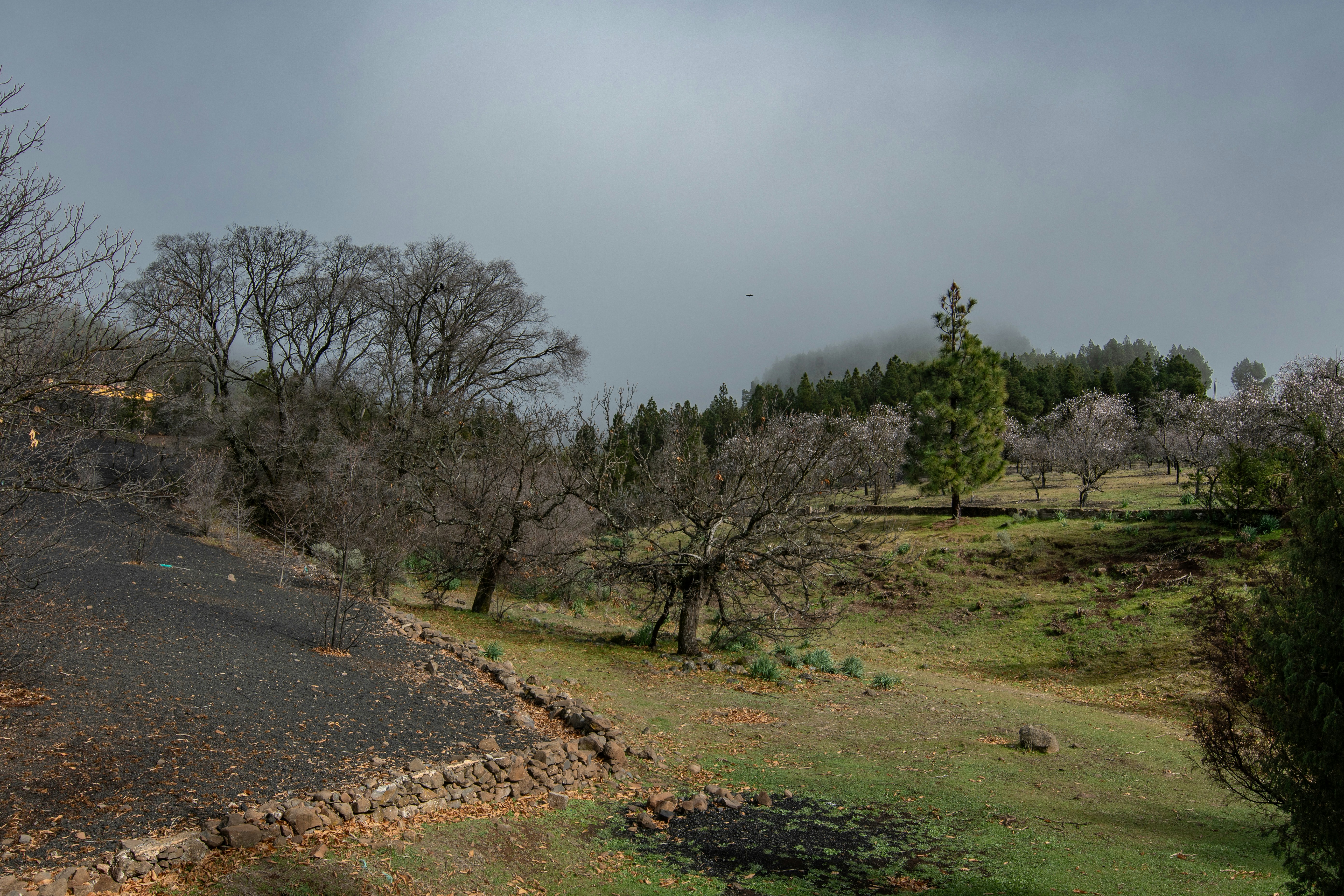 Whispers of the Misty Grove