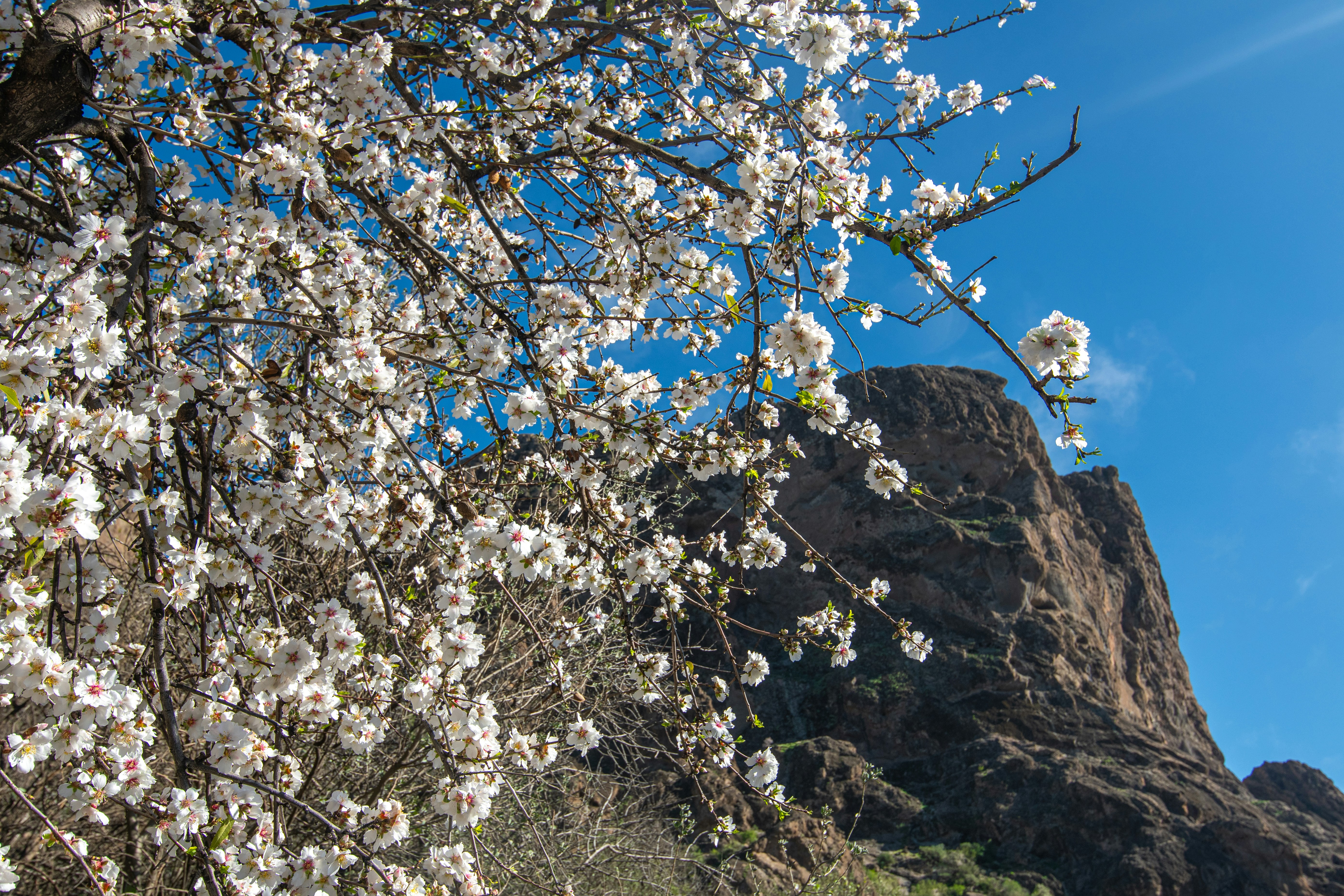 Blossoms Against Granite: A Spring Portrait in Blue