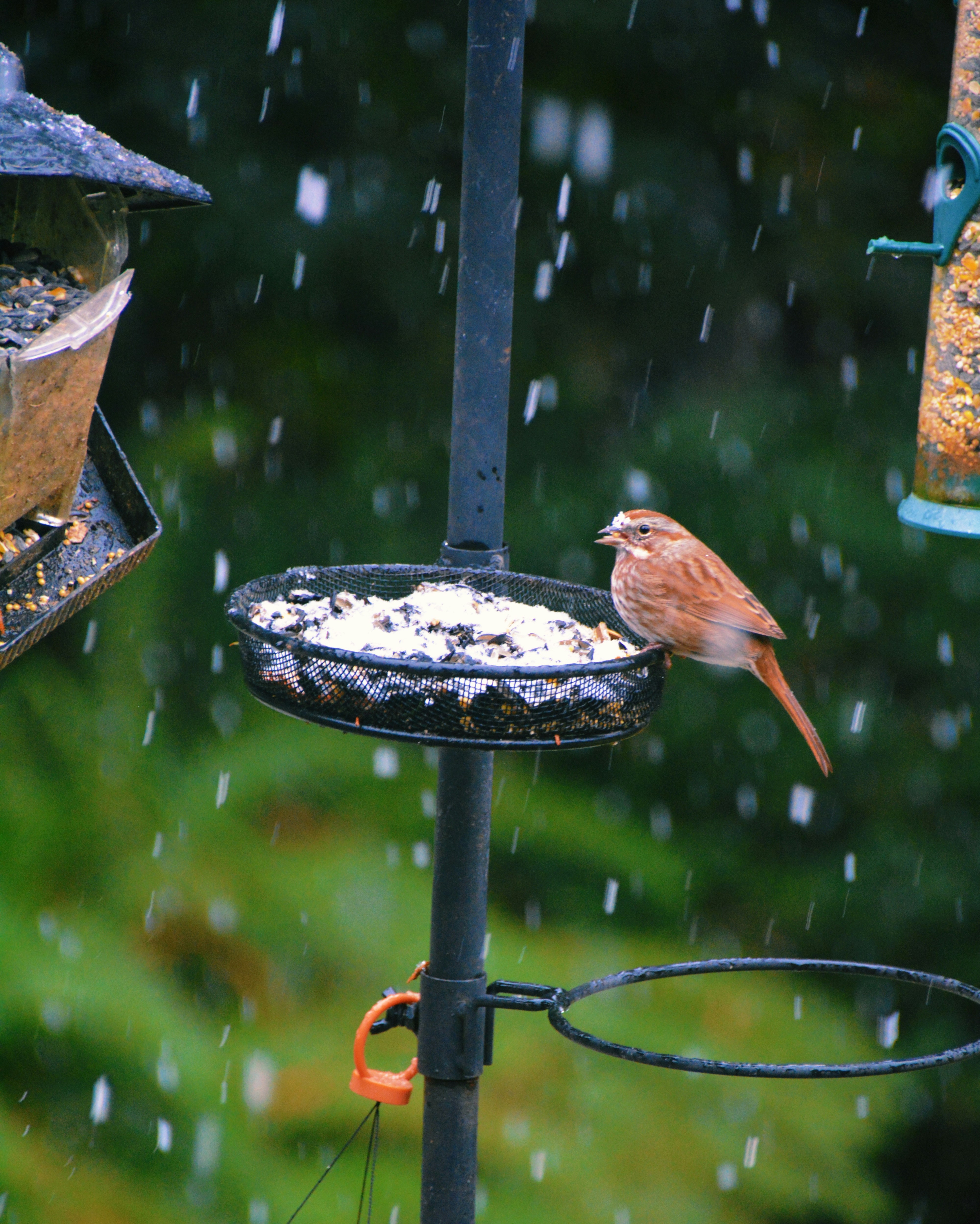 Snow-Dusted Seed Feeder: Brown House Finch Pauses in Winter