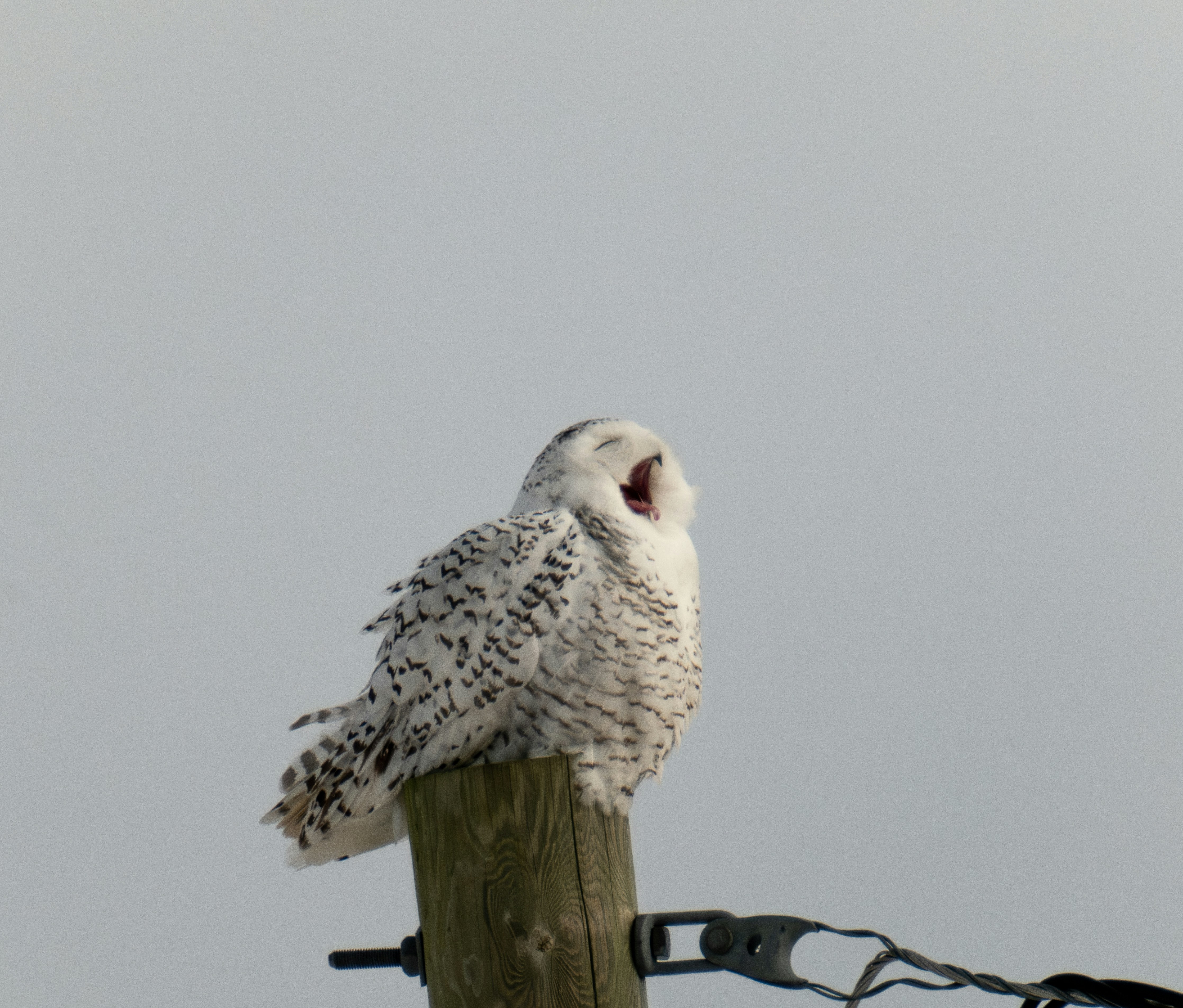 Snowy Owl perched on a weathered wooden post against a pale, overcast sky.