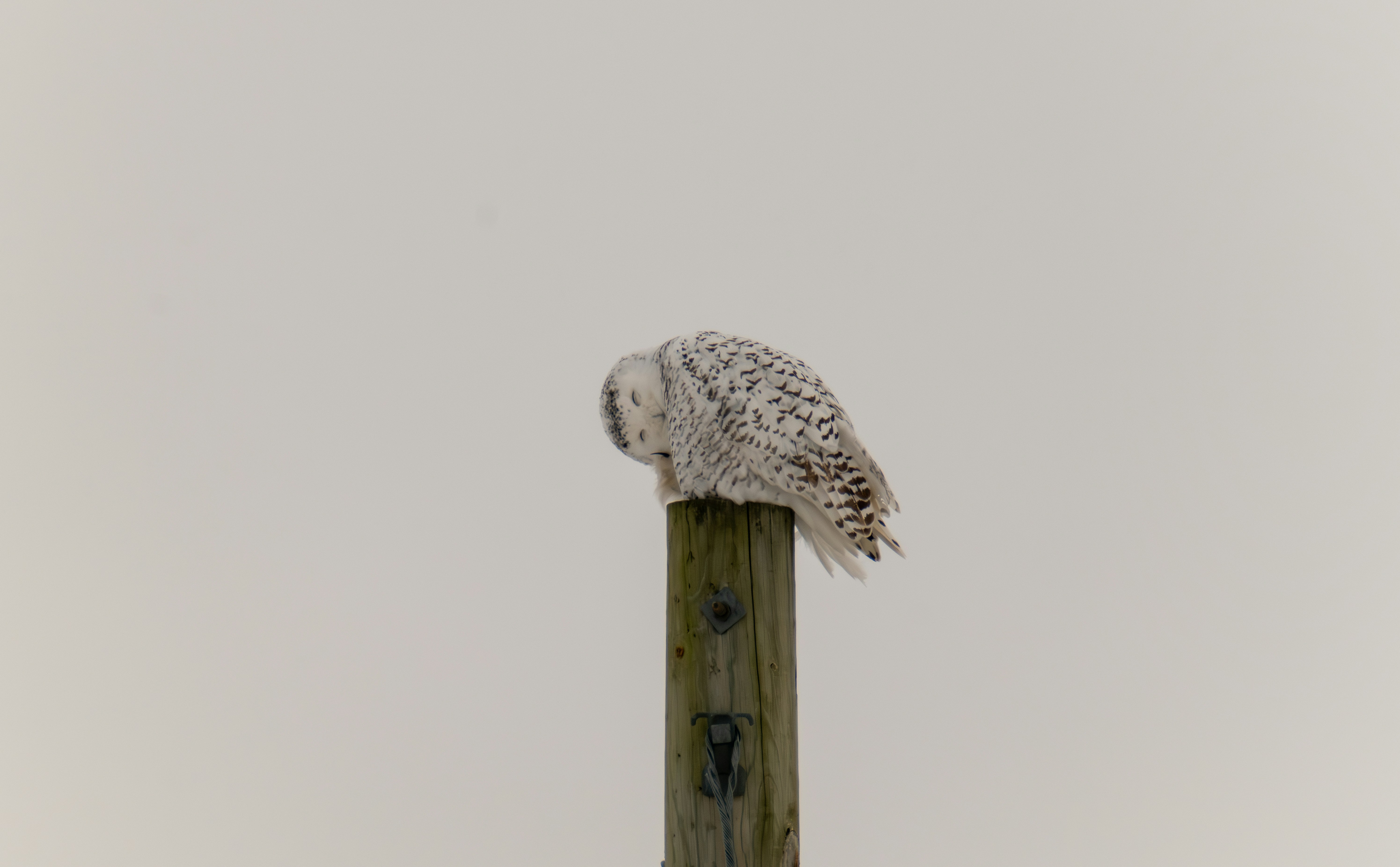 An owl sitting on top of a wooden pole