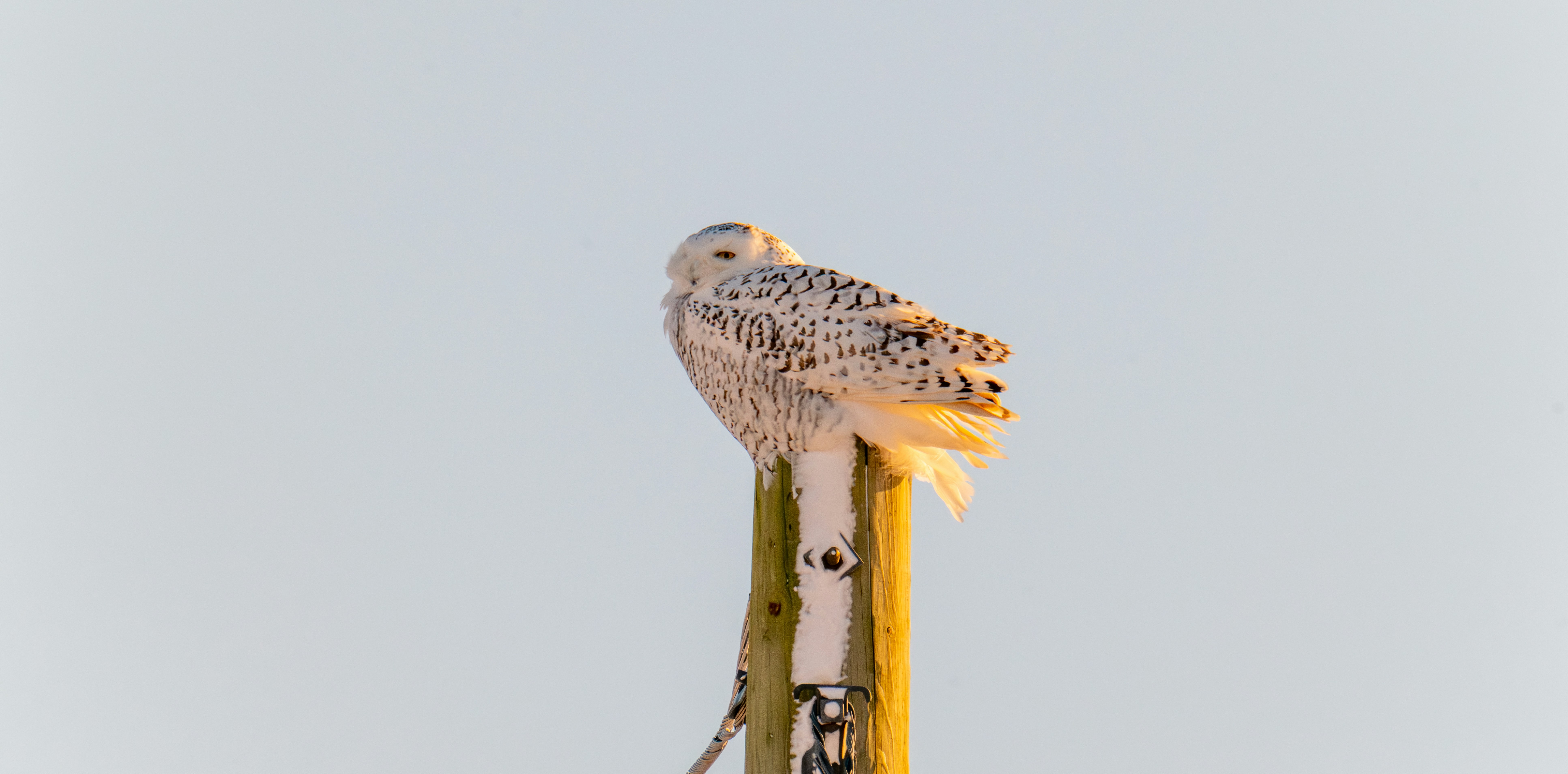 Snowy owl perched on a weathered wooden post against a pale sky. The photograph highlights the bird's speckled plumage and calm silhouette.