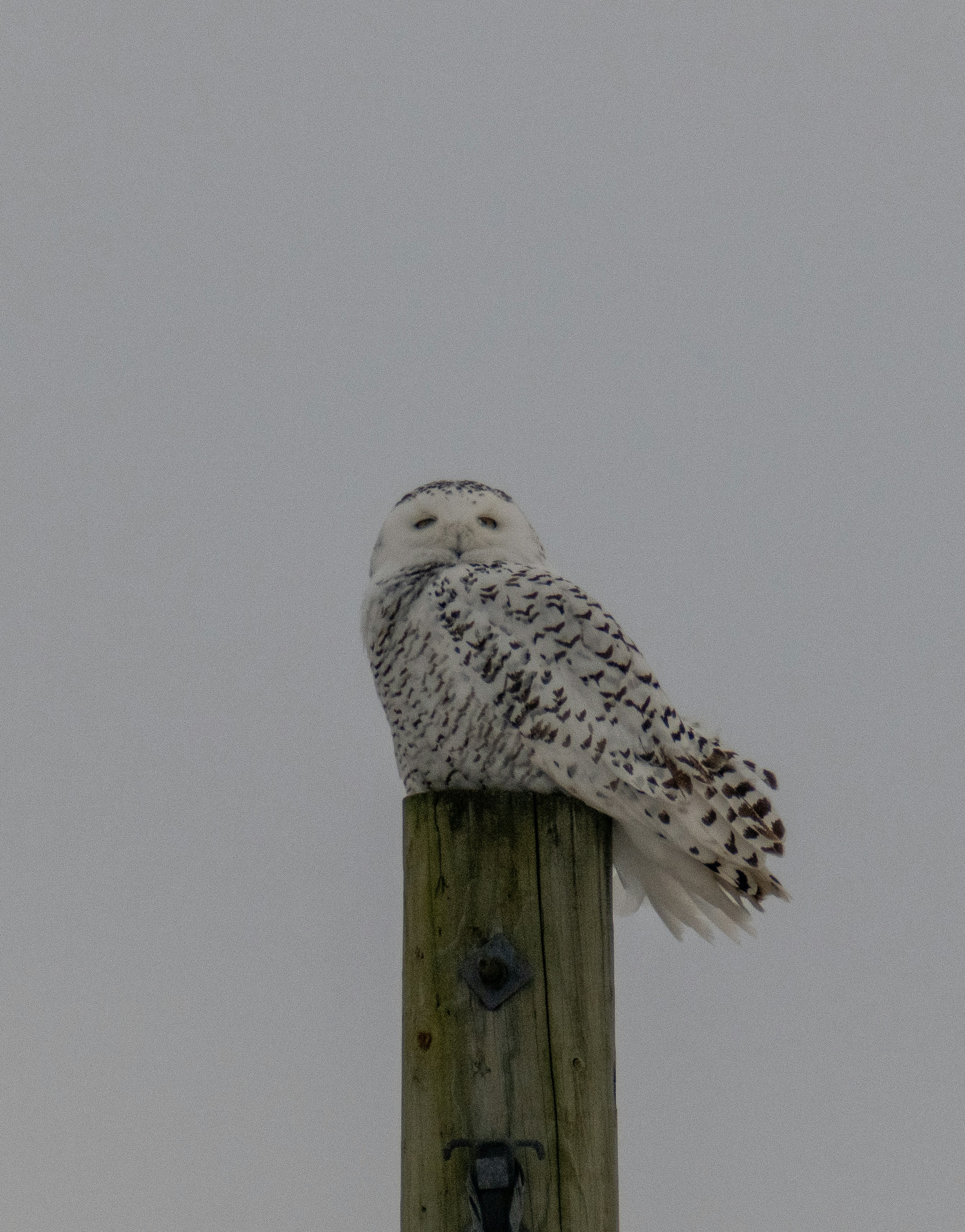 Snowy Owl on a Weathered Post: Quiet Watcher in a Pale Sky