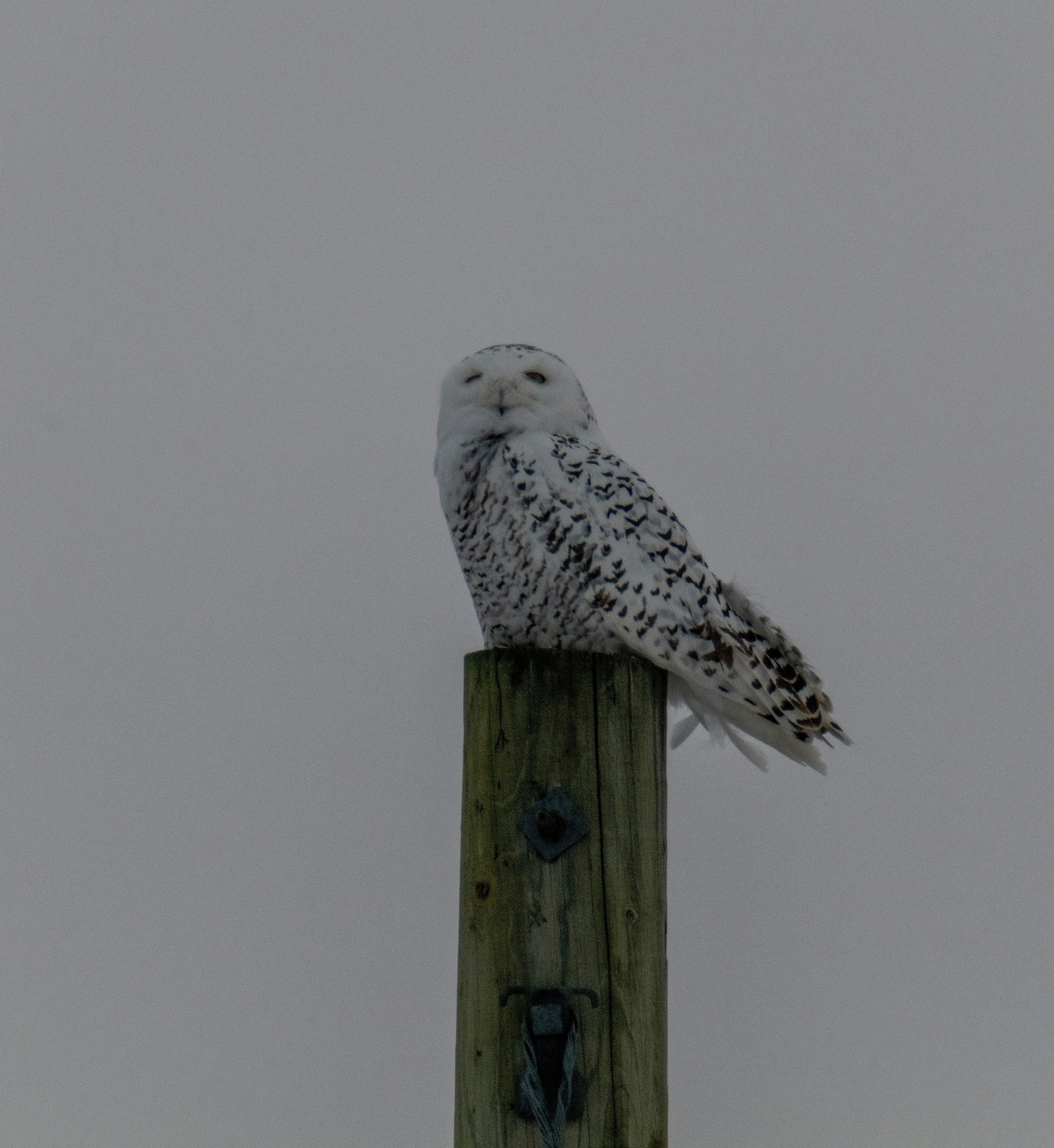 A white owl sitting on top of a wooden post