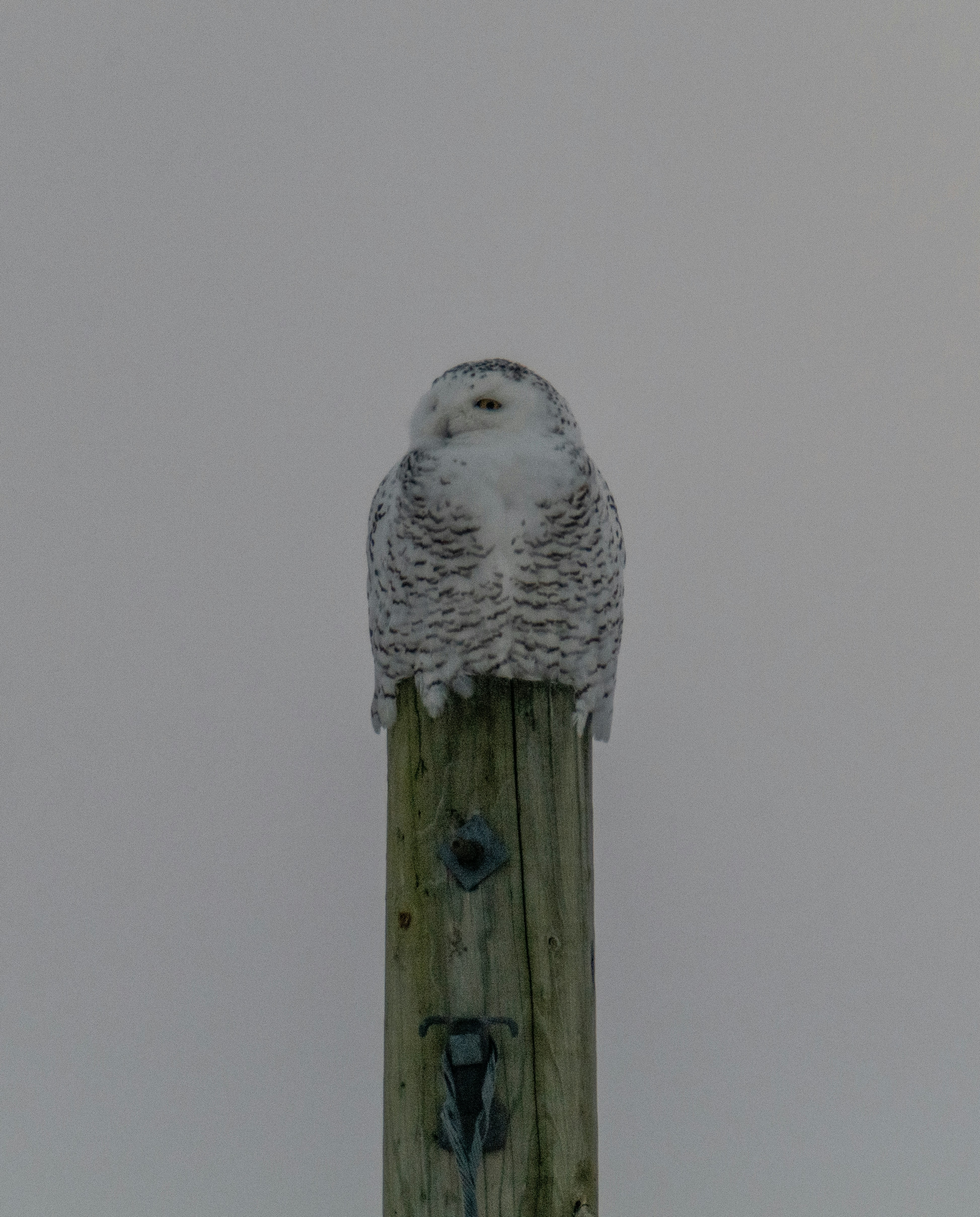 Snowy owl perched on a weathered wooden post against a pale, featureless sky.