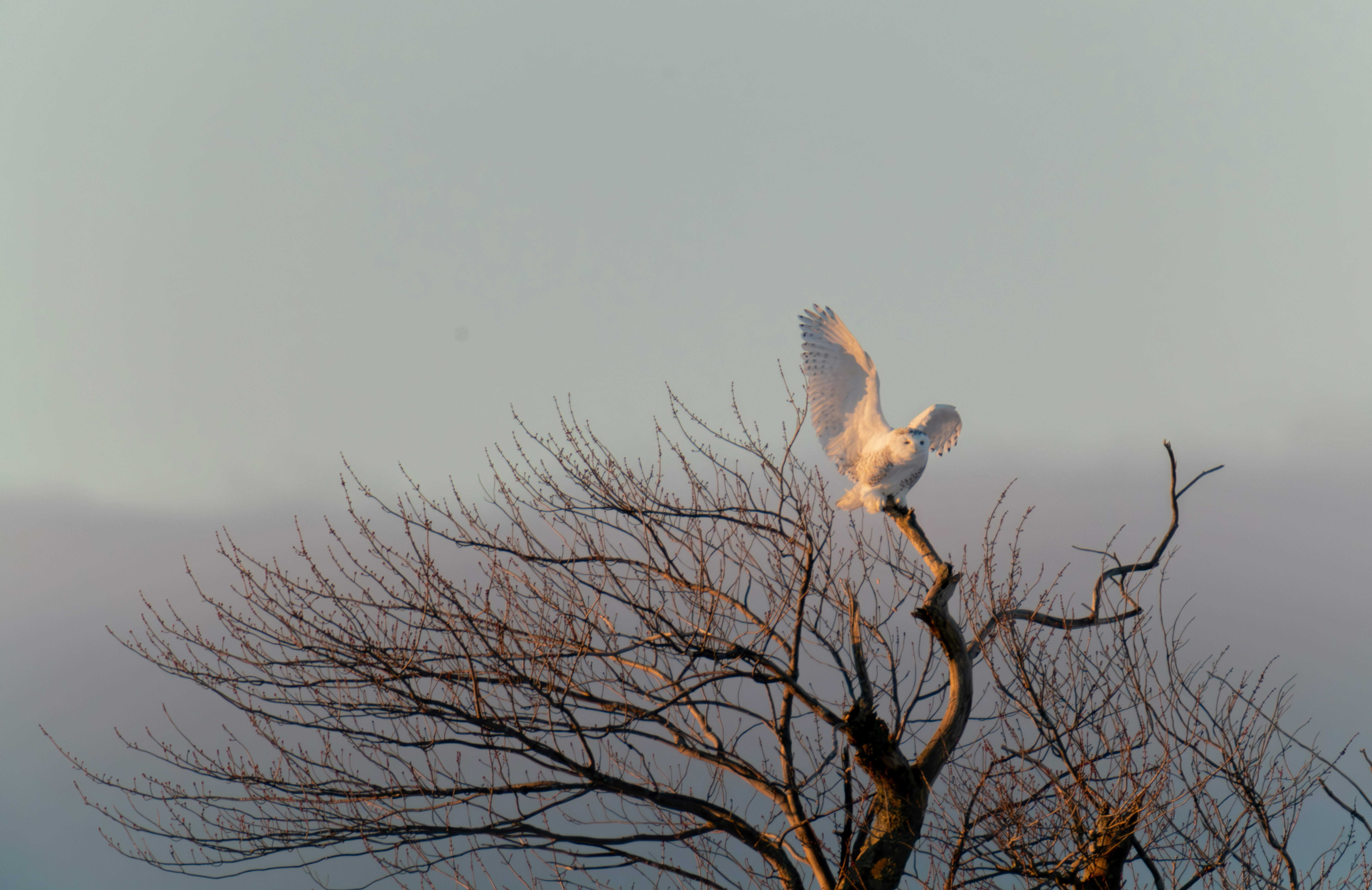 A lone white bird with wings spread sits atop a bare, twisting tree against a pastel sky.