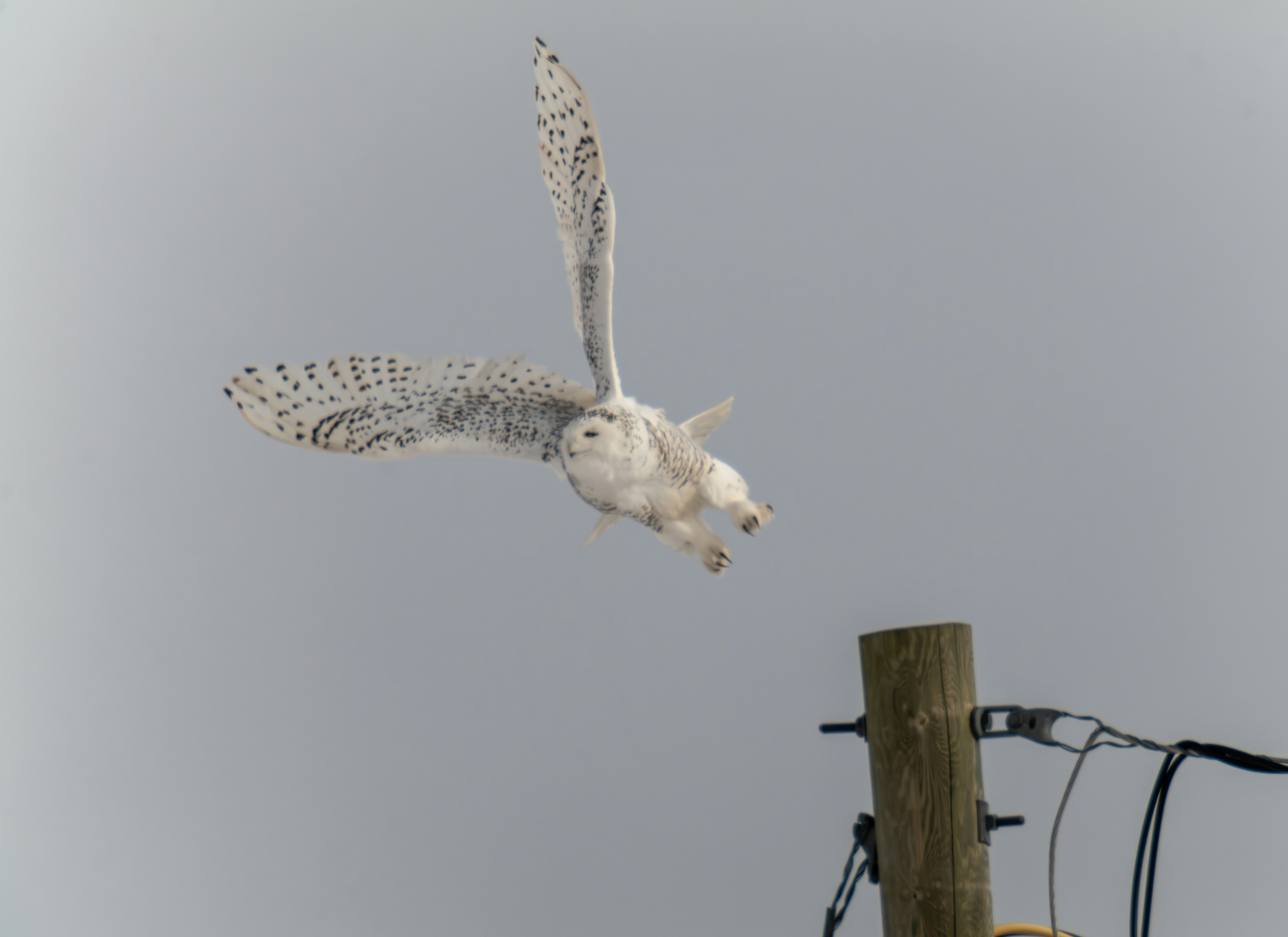 A white owl flying over a wooden post photo – Free Snowy owls Image on ...