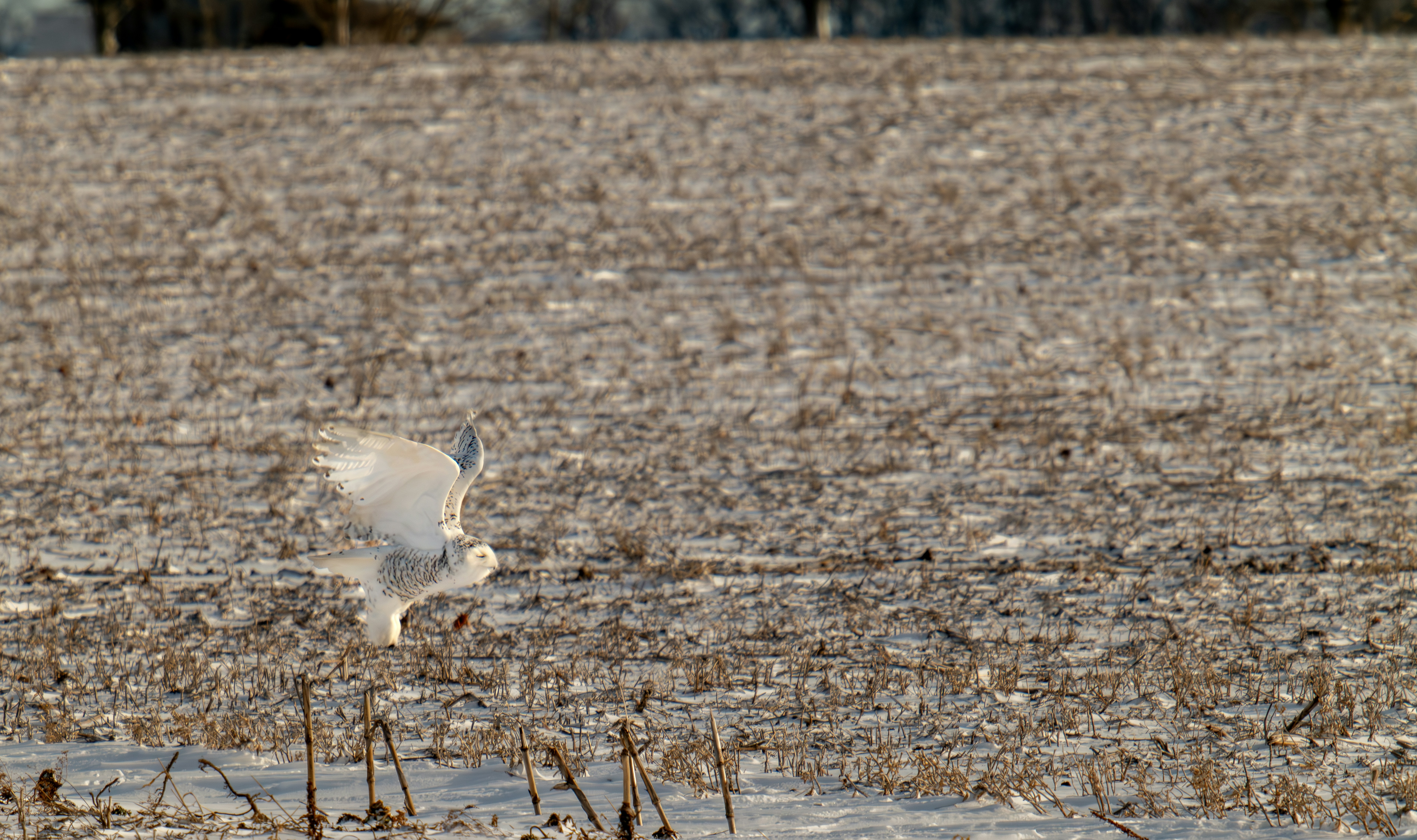 A white heron lifts off over a snow-dusted wetland dotted with dried reeds, captured in soft winter light.