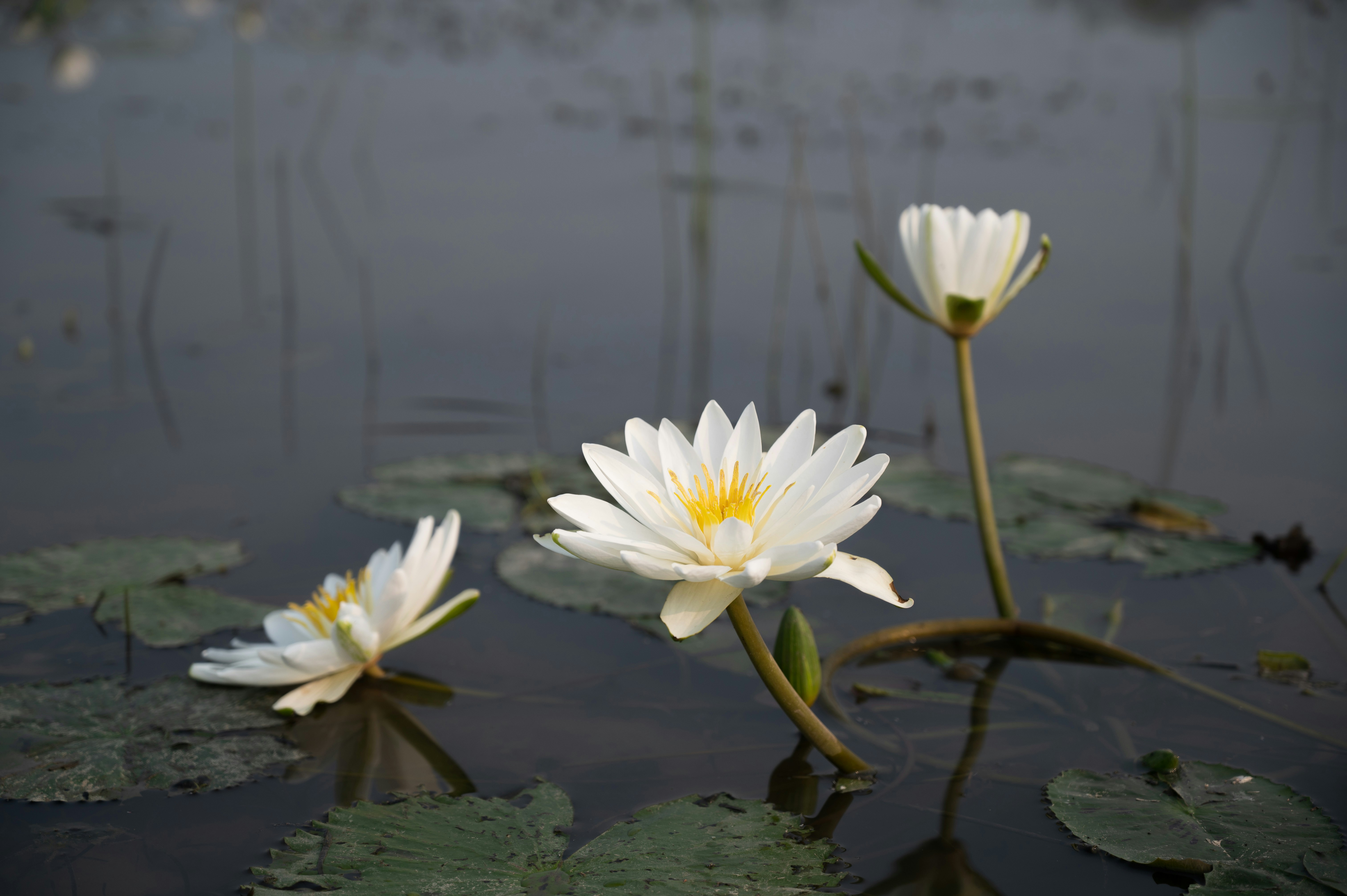 Whispers of Morning: Water Lilies in Repose