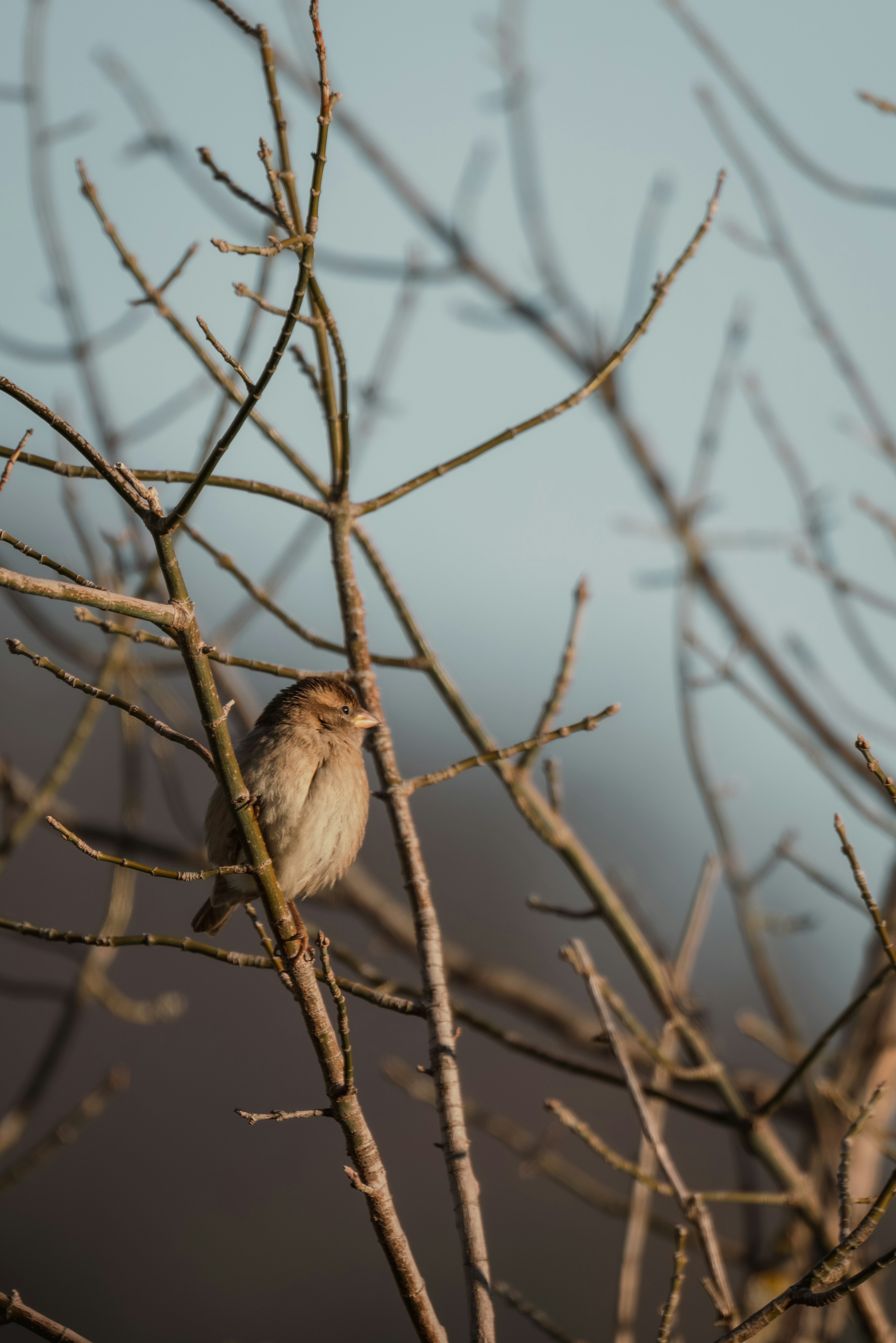 A small bird perched on top of a tree branch photo – Free Sparrow Image ...