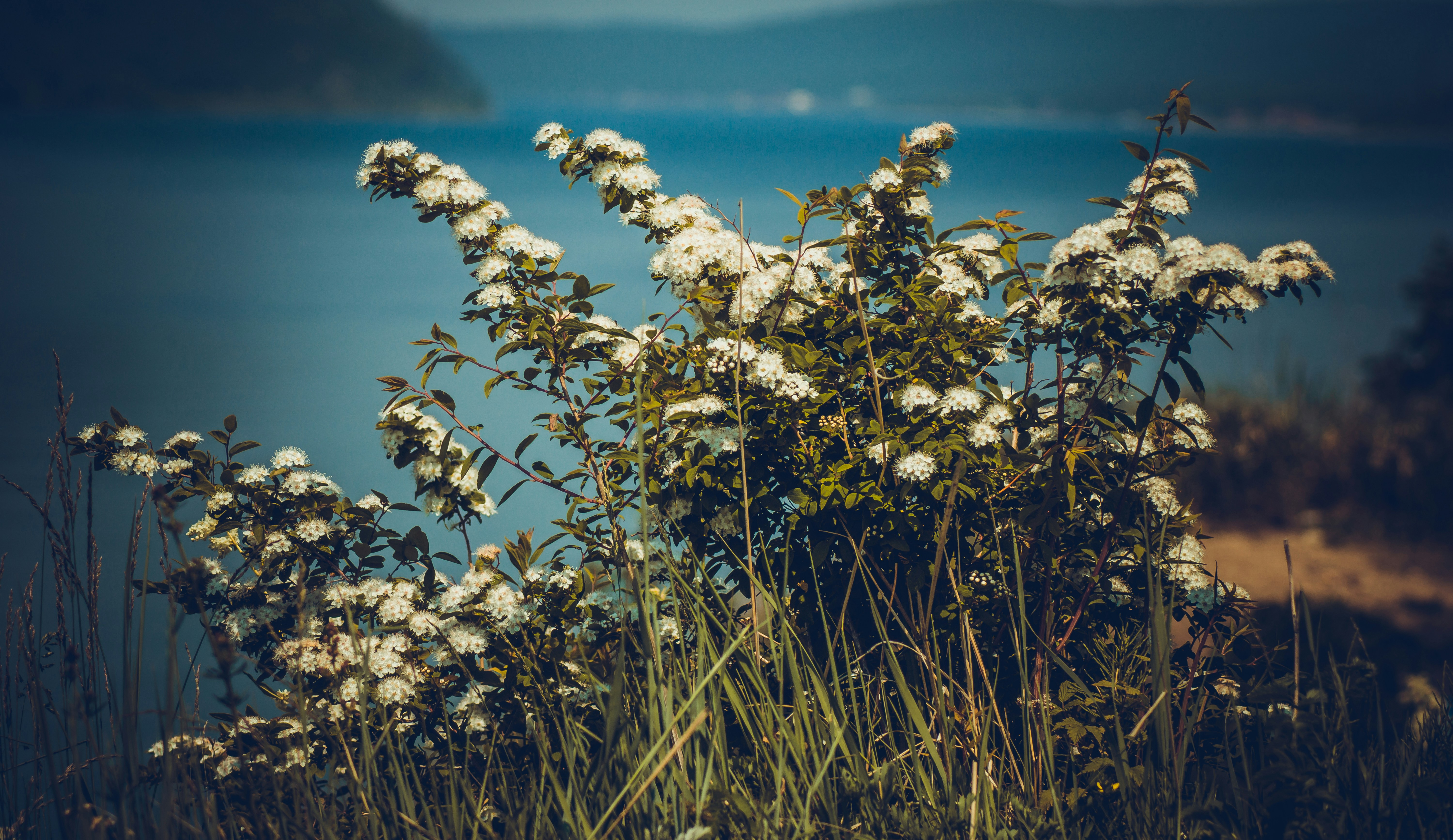 White blossoms flourish against a tranquil lake backdrop, with vibrant greens and deep blues in soft natural light.