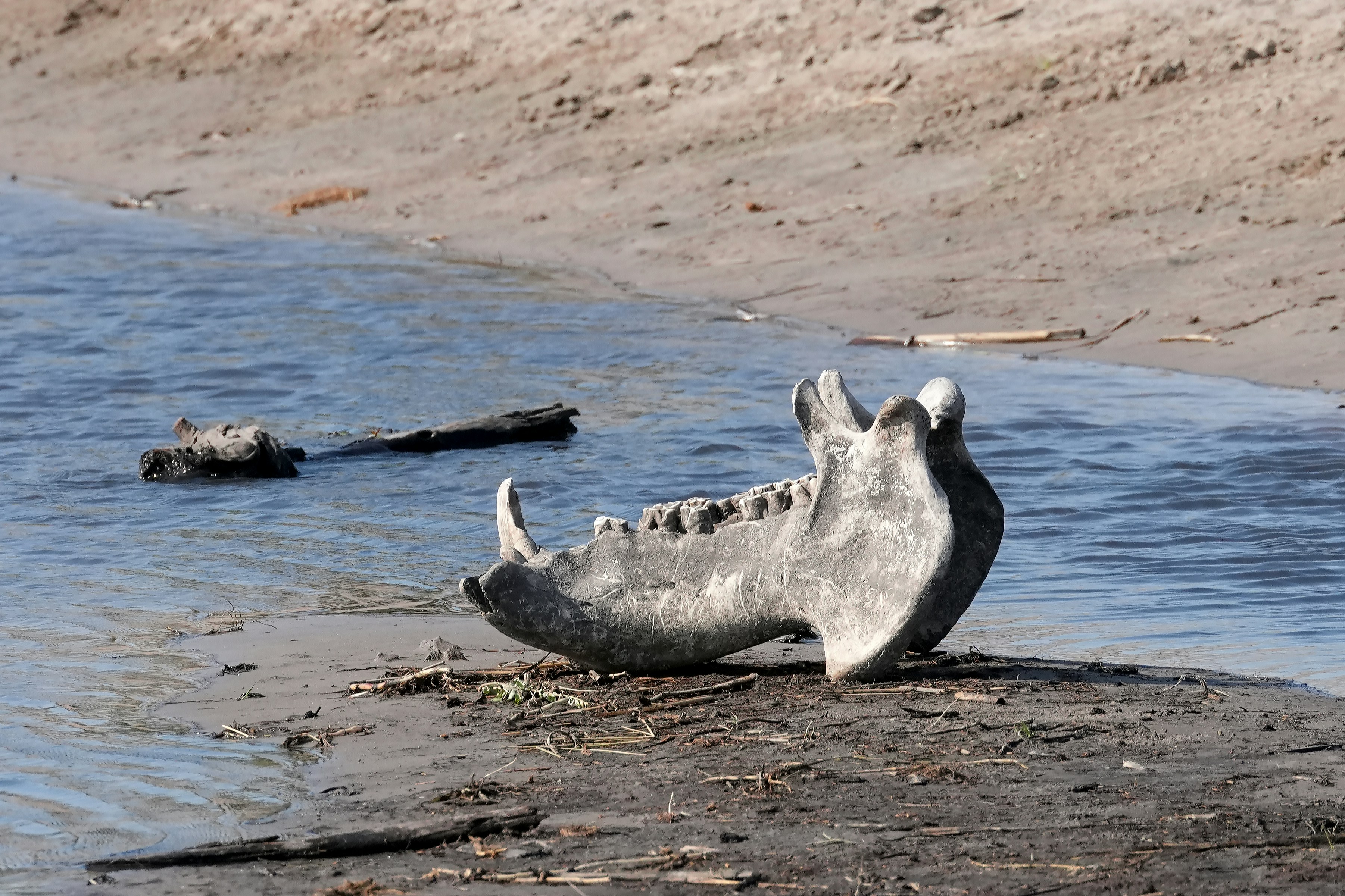 Salt-Wedged Relic: Whale Jawbone Quietly Guarding the Tide-Washed Shore