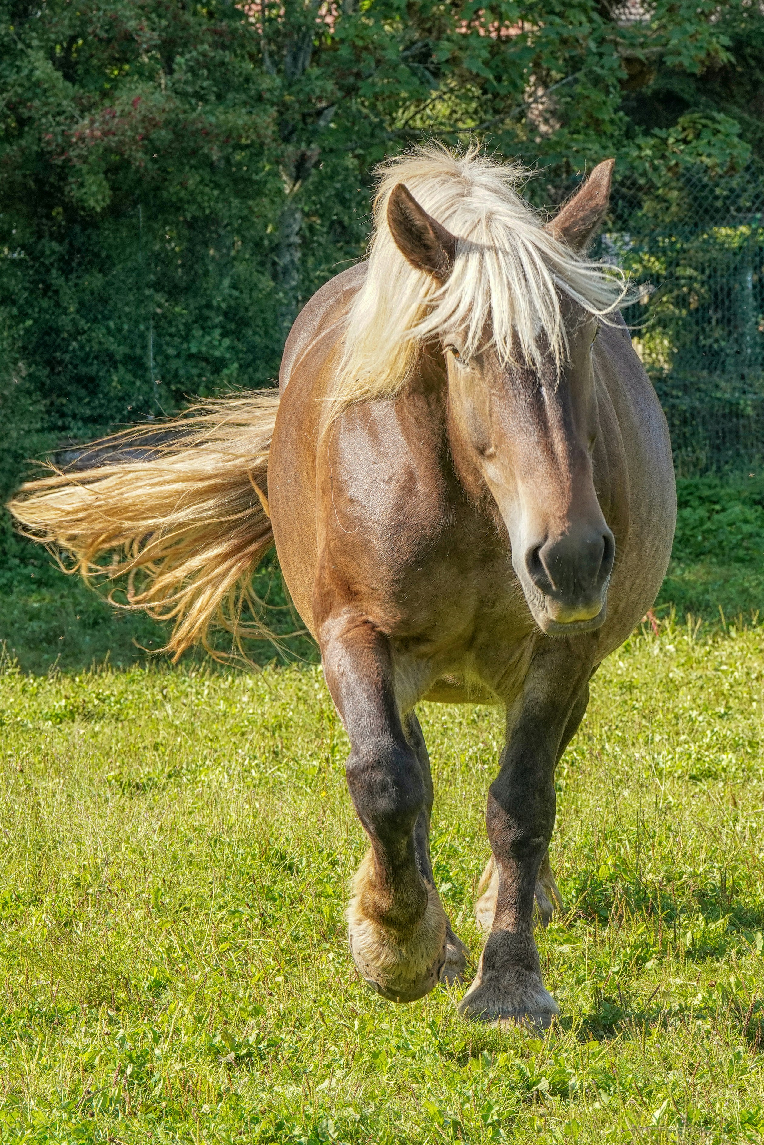 Windward Gallop: A Chestnut Horse Charges Across a Sunlit Meadow