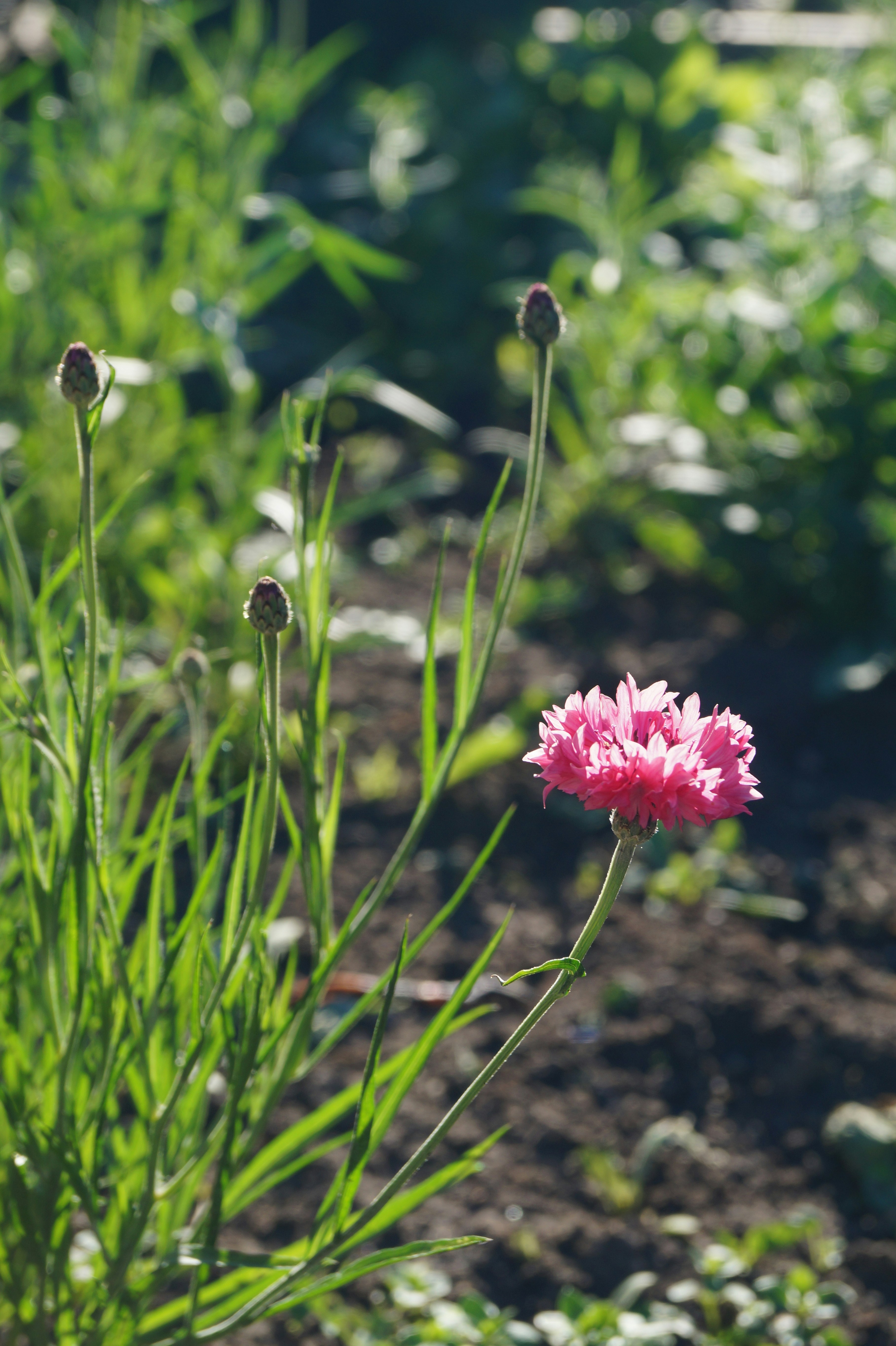Solitary Blossom in Morning Light