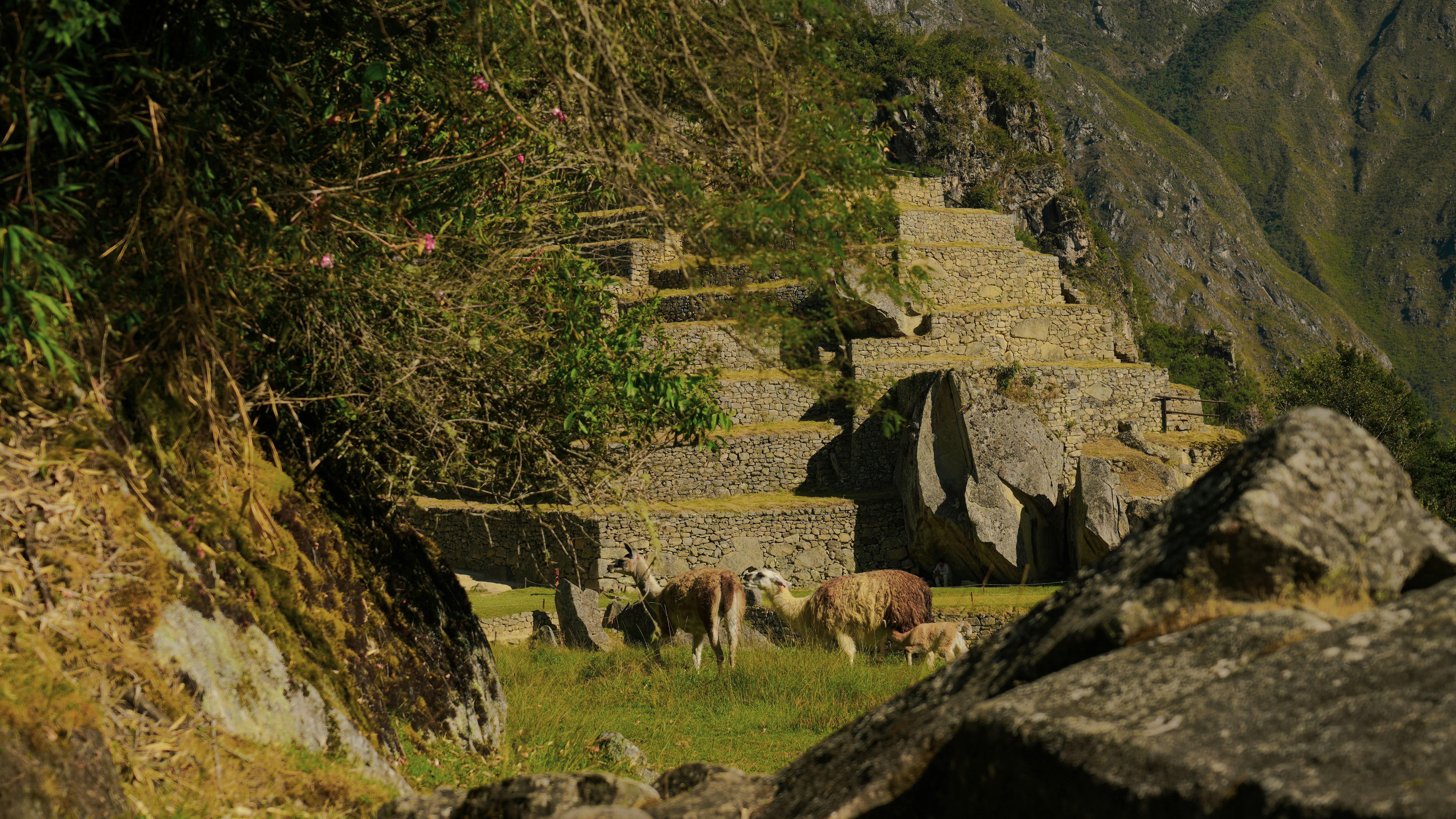 andeans peru part1 LLamasFrank Rolando Romero