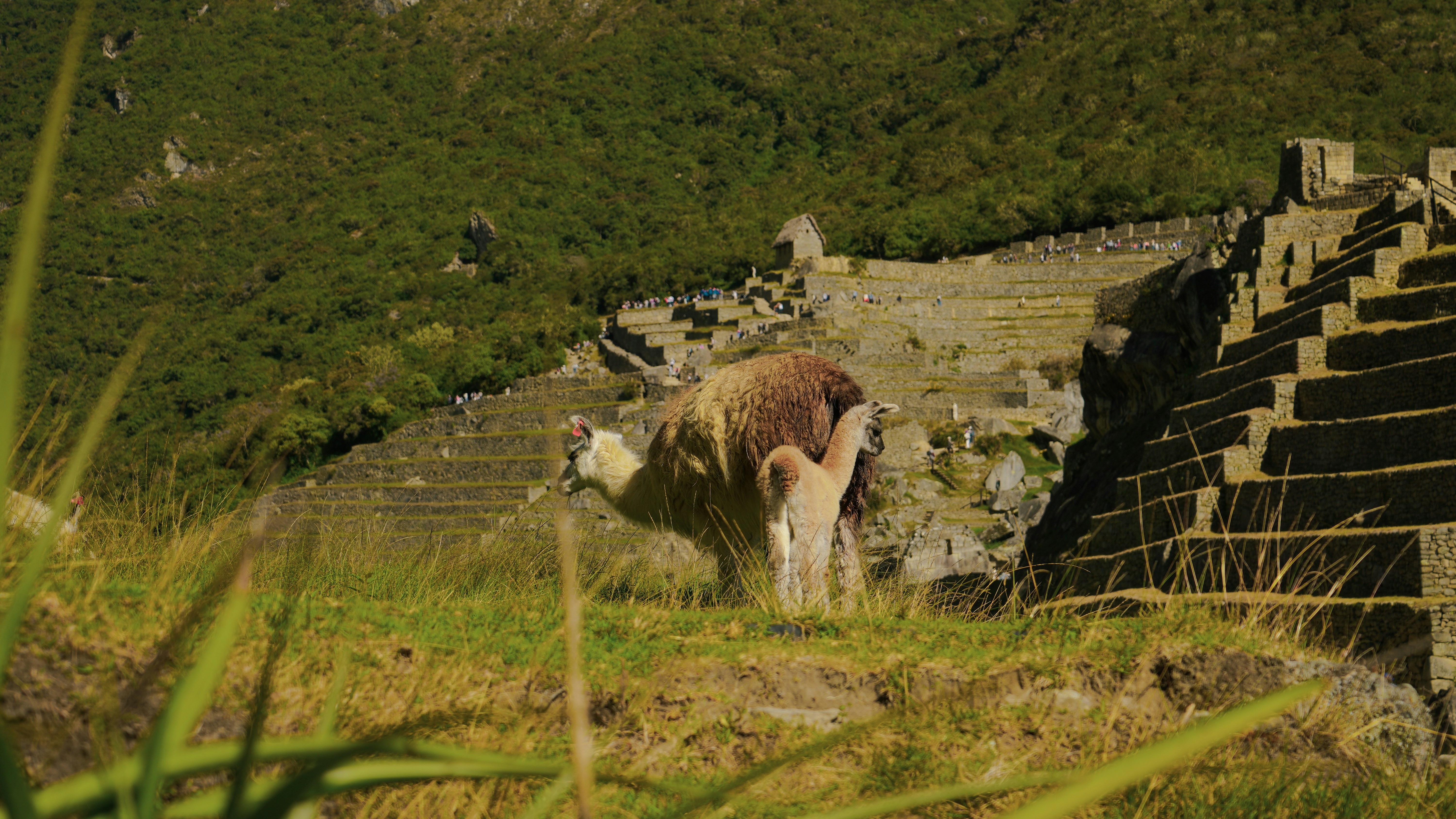 Llamas grazing on a grassy hillside with stone terraces and green mountains in the background.