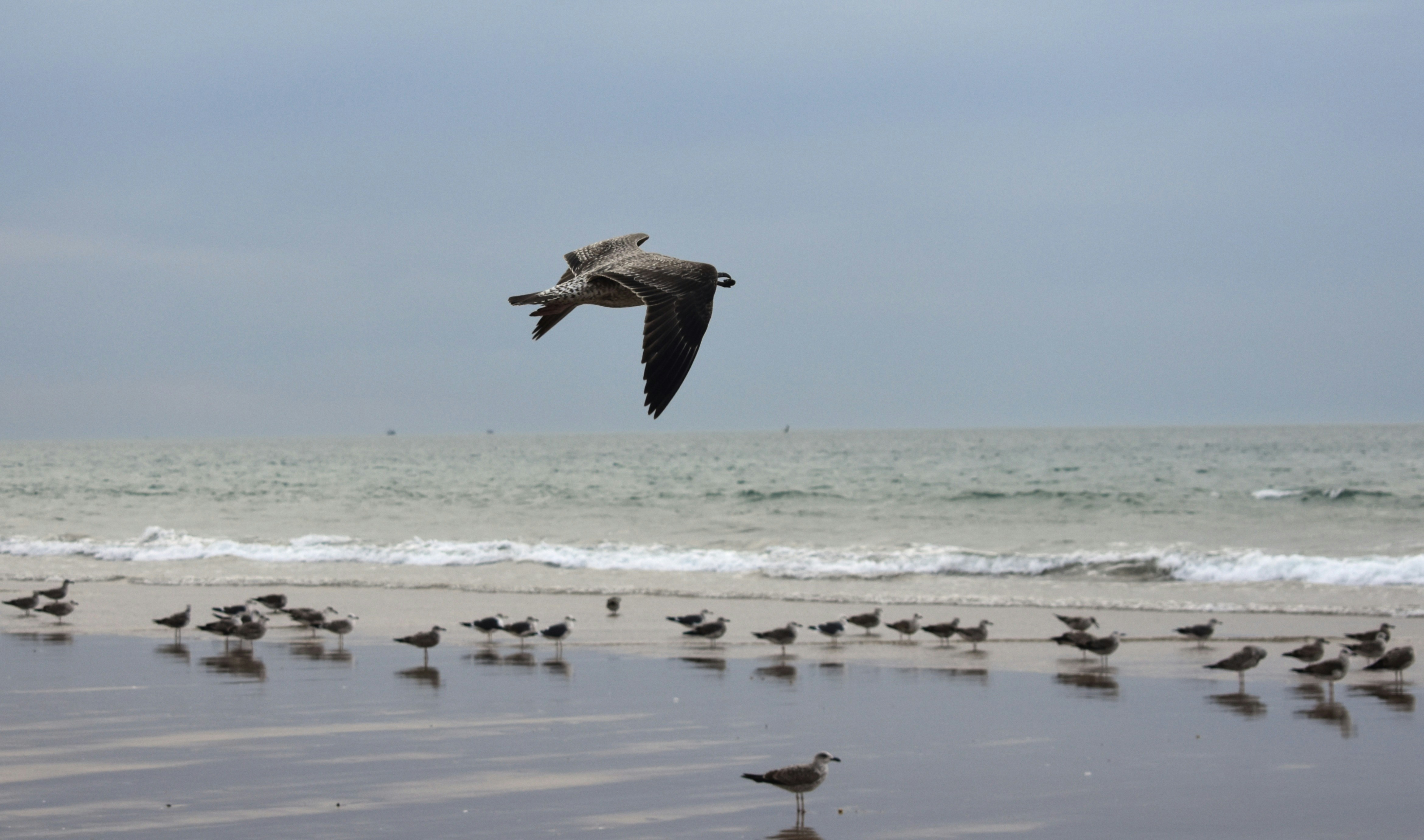 A bird in flight over a beach with its reflection visible in the wet sand, accompanied by a flock along the shoreline under an overcast sky.