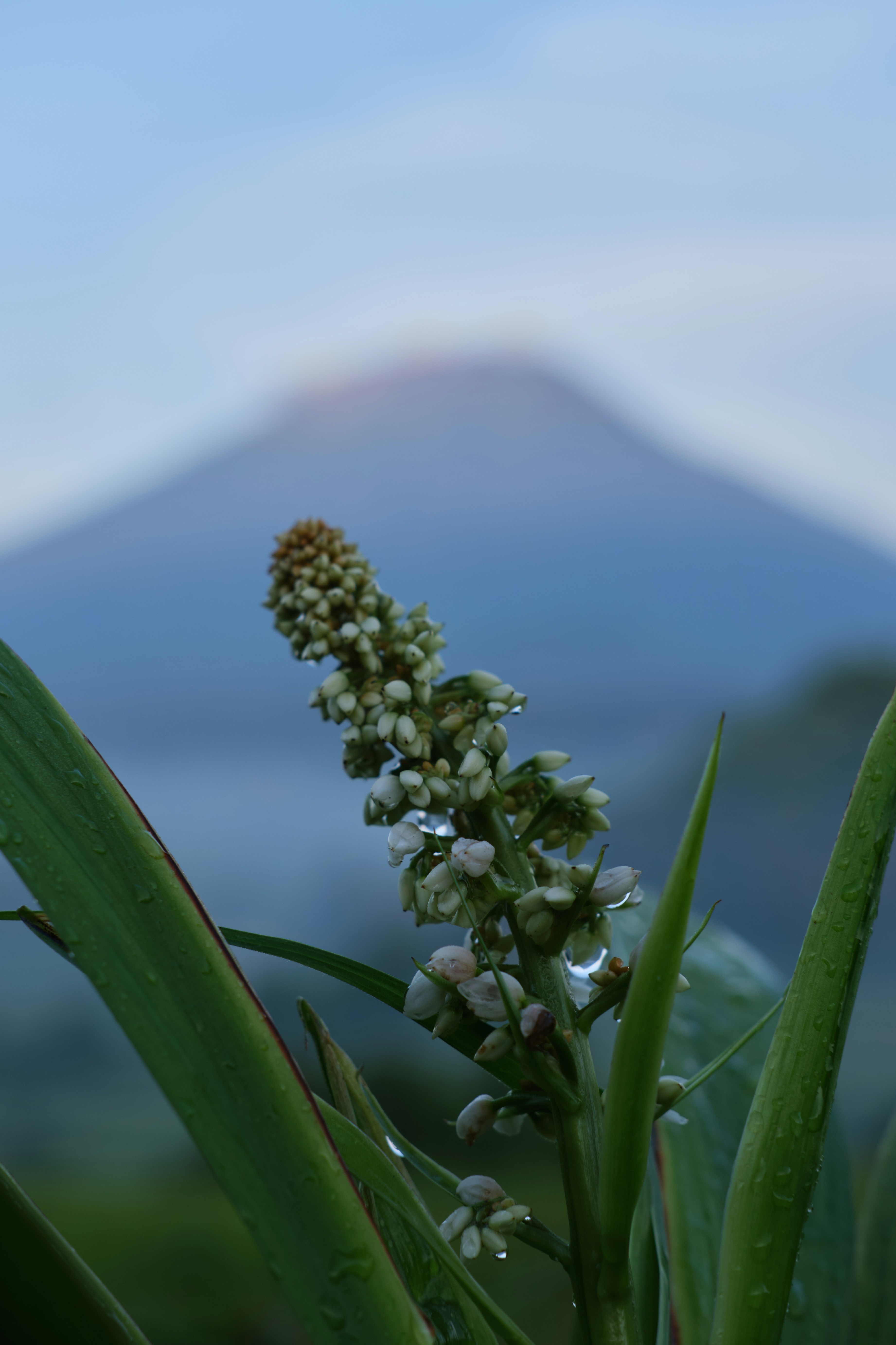 Dew-kissed Inflorescence in Sharp Focus, with a Distant Volcano Silhouette