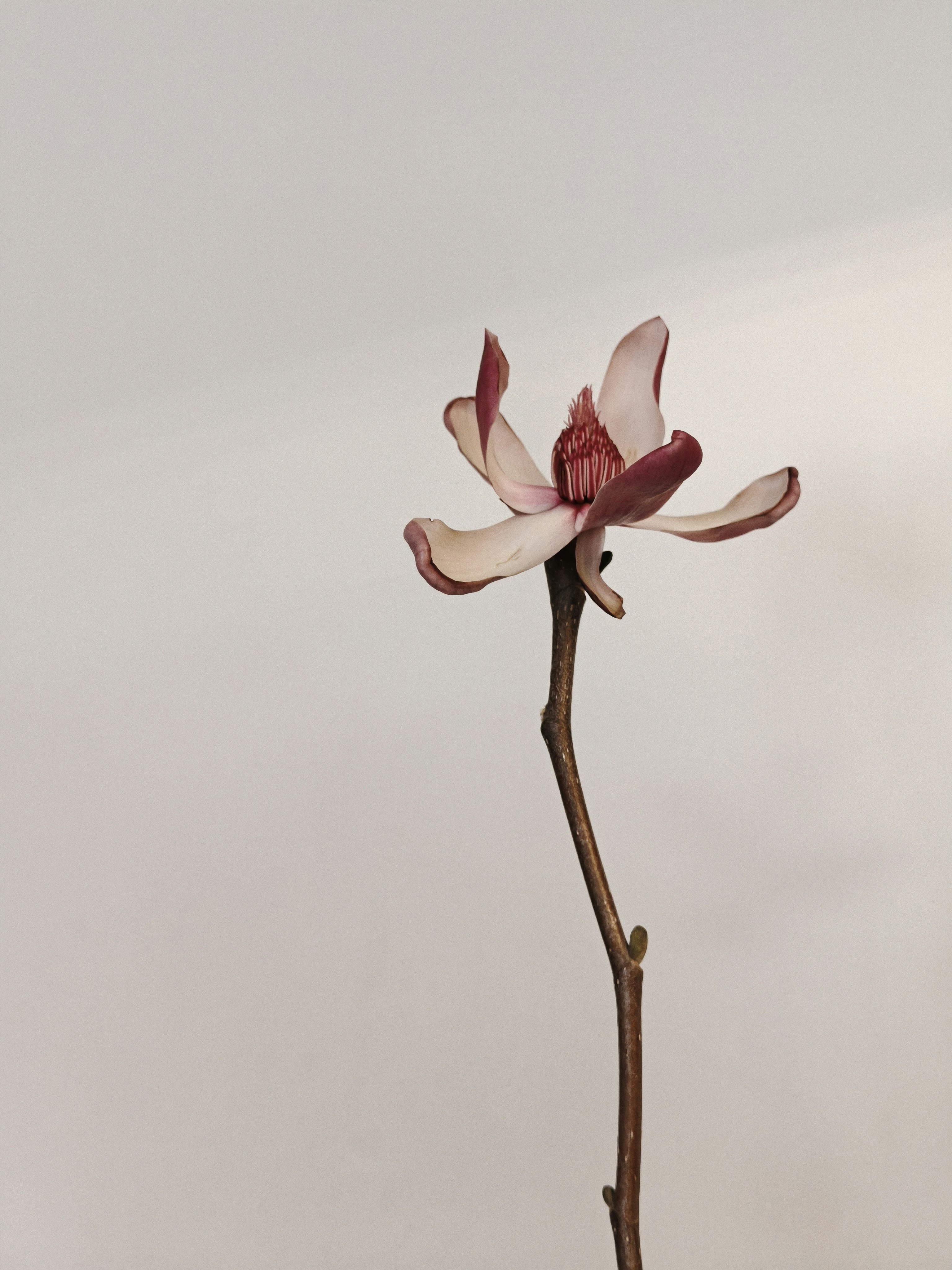 Sample photo from Oppo Find X8