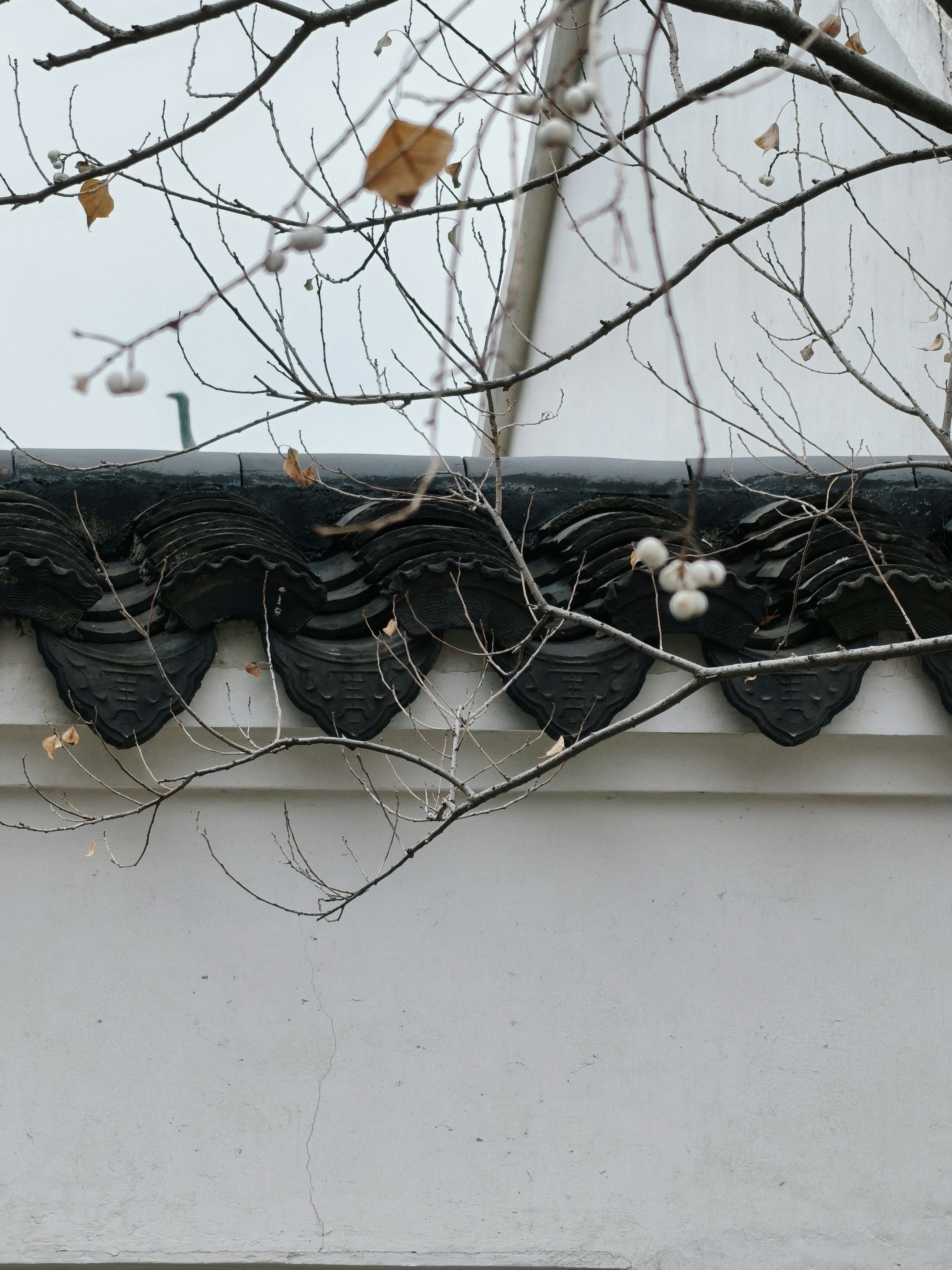 A bird perched on top of a roof next to a tree