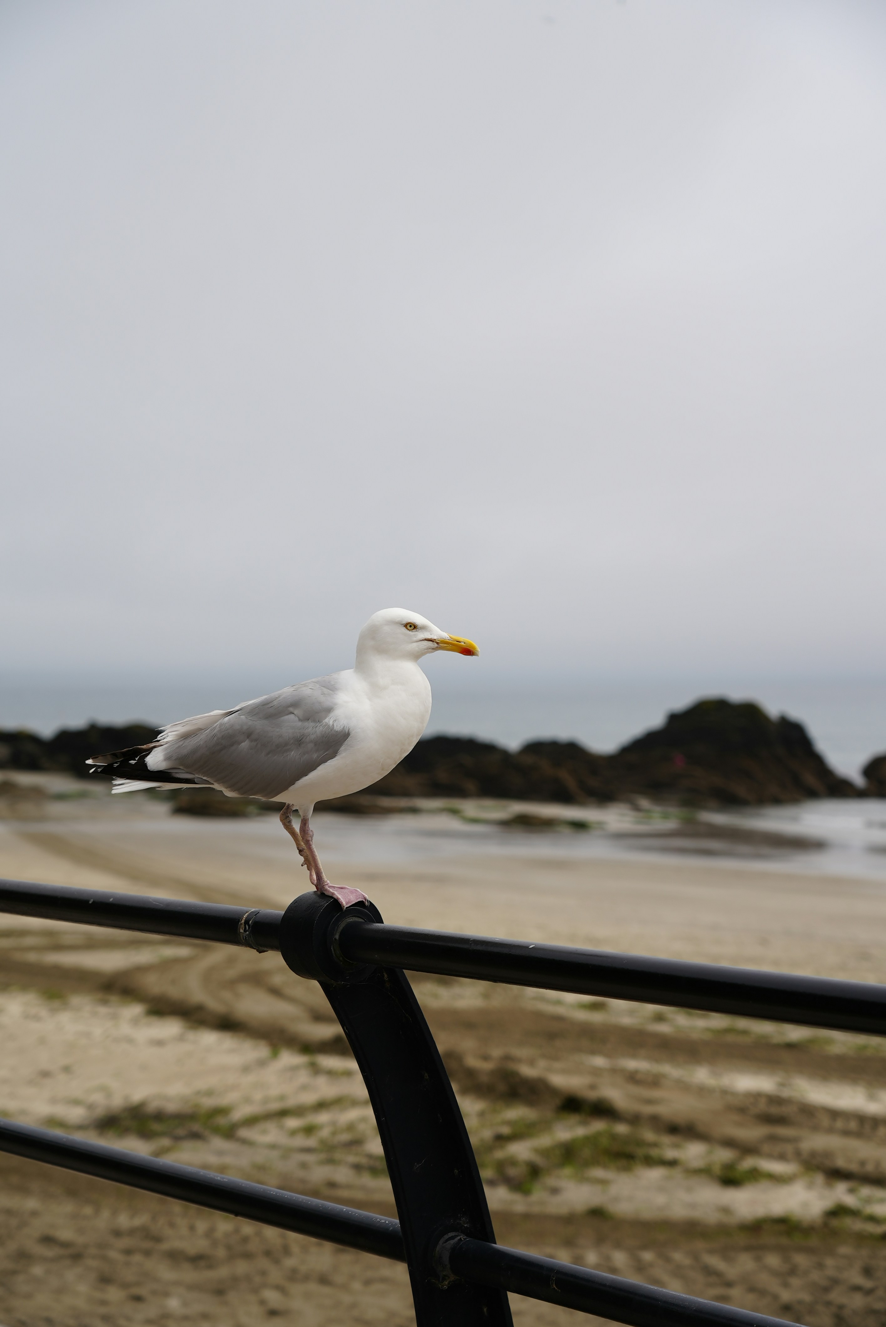 Railing Sentinel: Seagull Perched Along a Windswept Beach