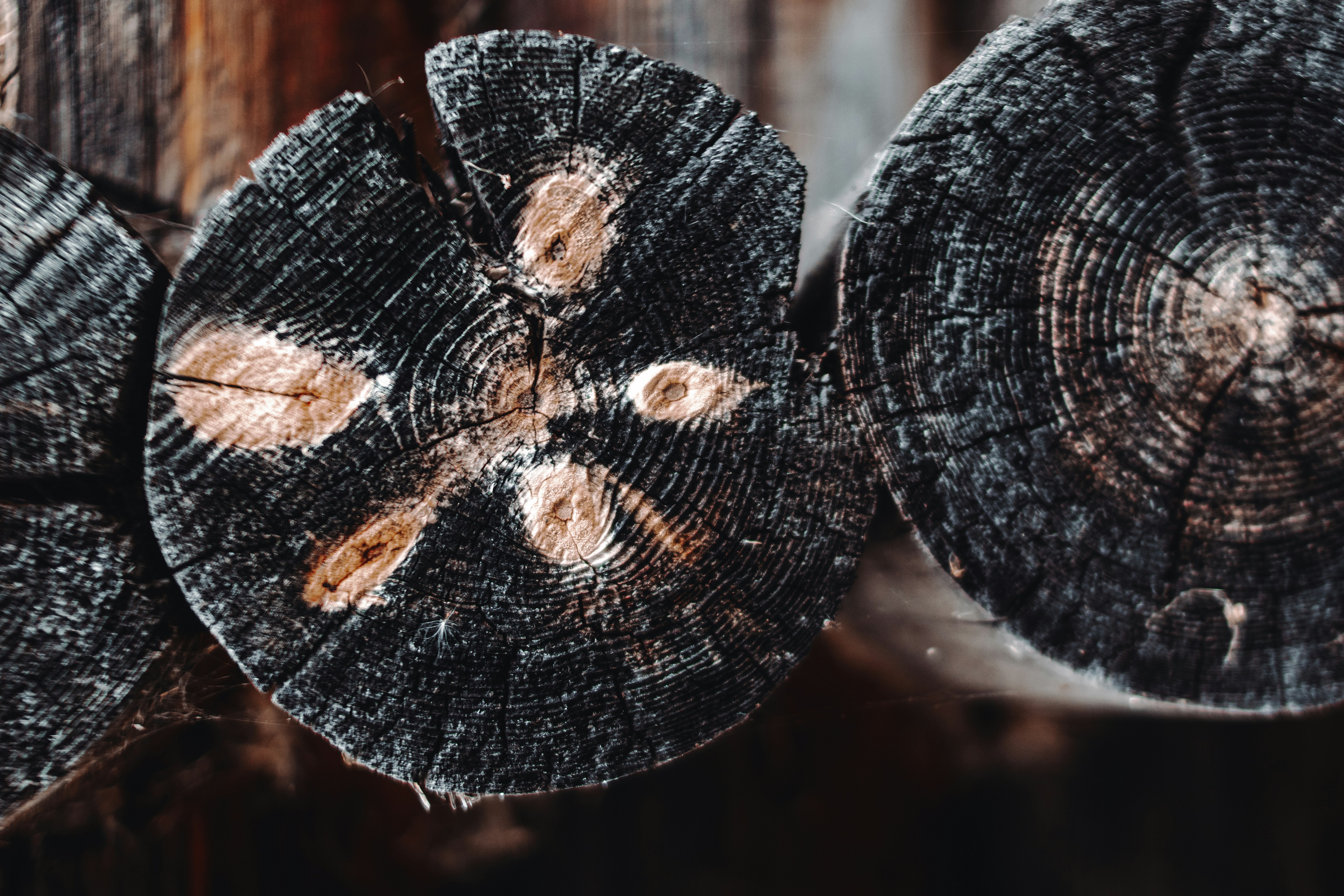 Charred Cross-Sections: A Quiet Stacking of Weathered Logs