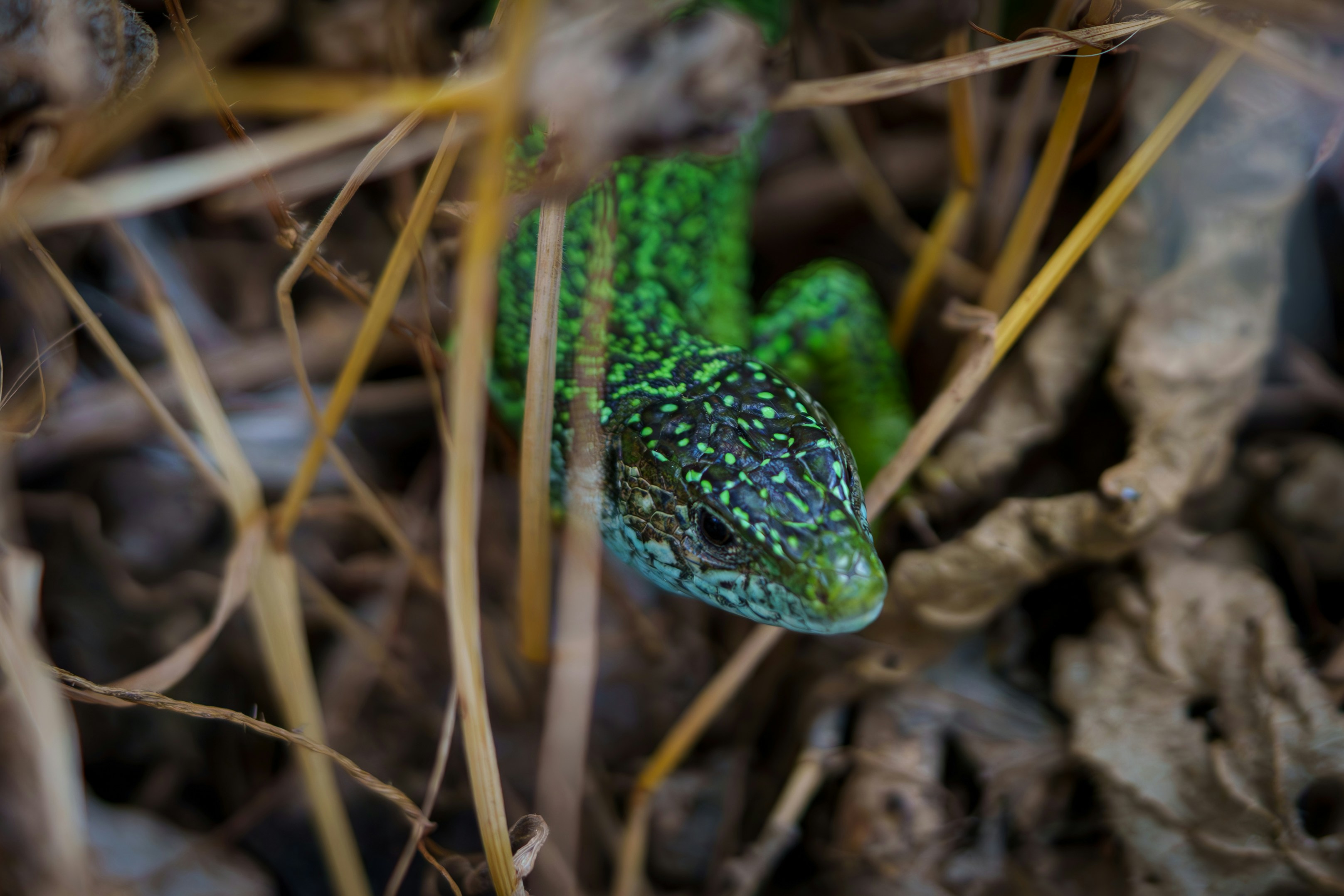 A green and blue lizard laying on the ground photo – Free Green lizard ...