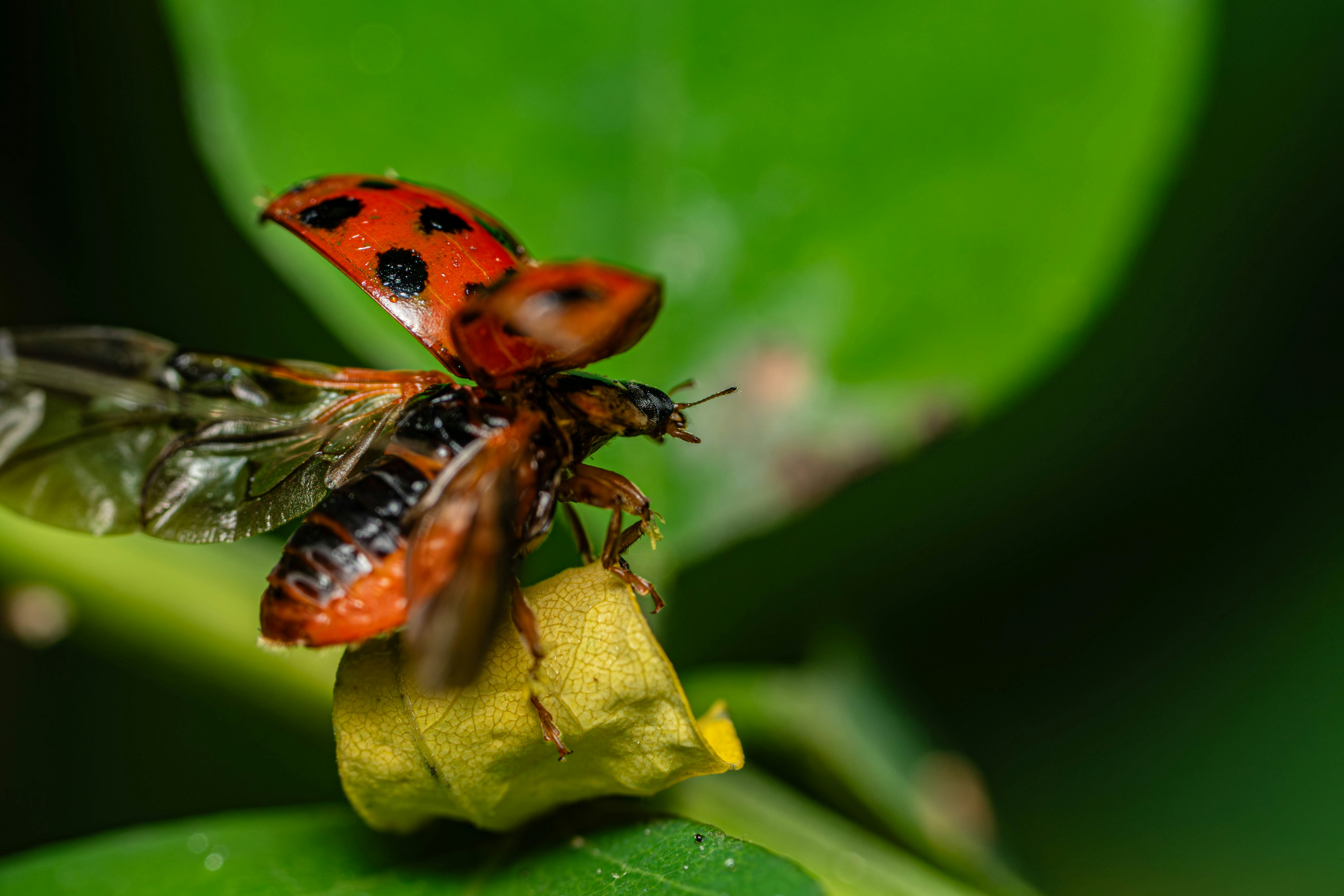 A close up of a bug on a leaf photo – Free Insect macro Image on Unsplash
