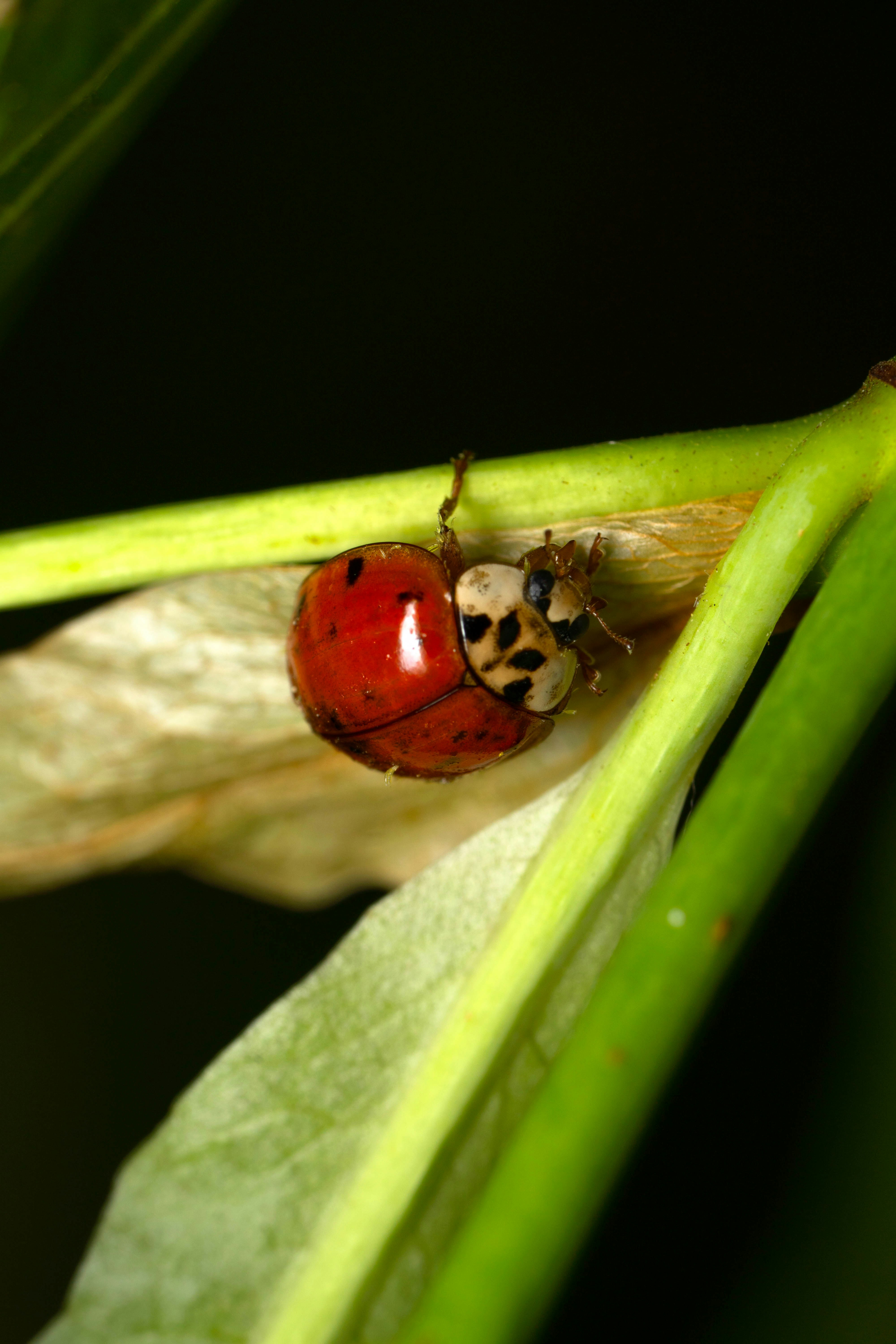 A lady bug sitting on top of a green leaf photo – Free Delicate balance Image on Unsplash