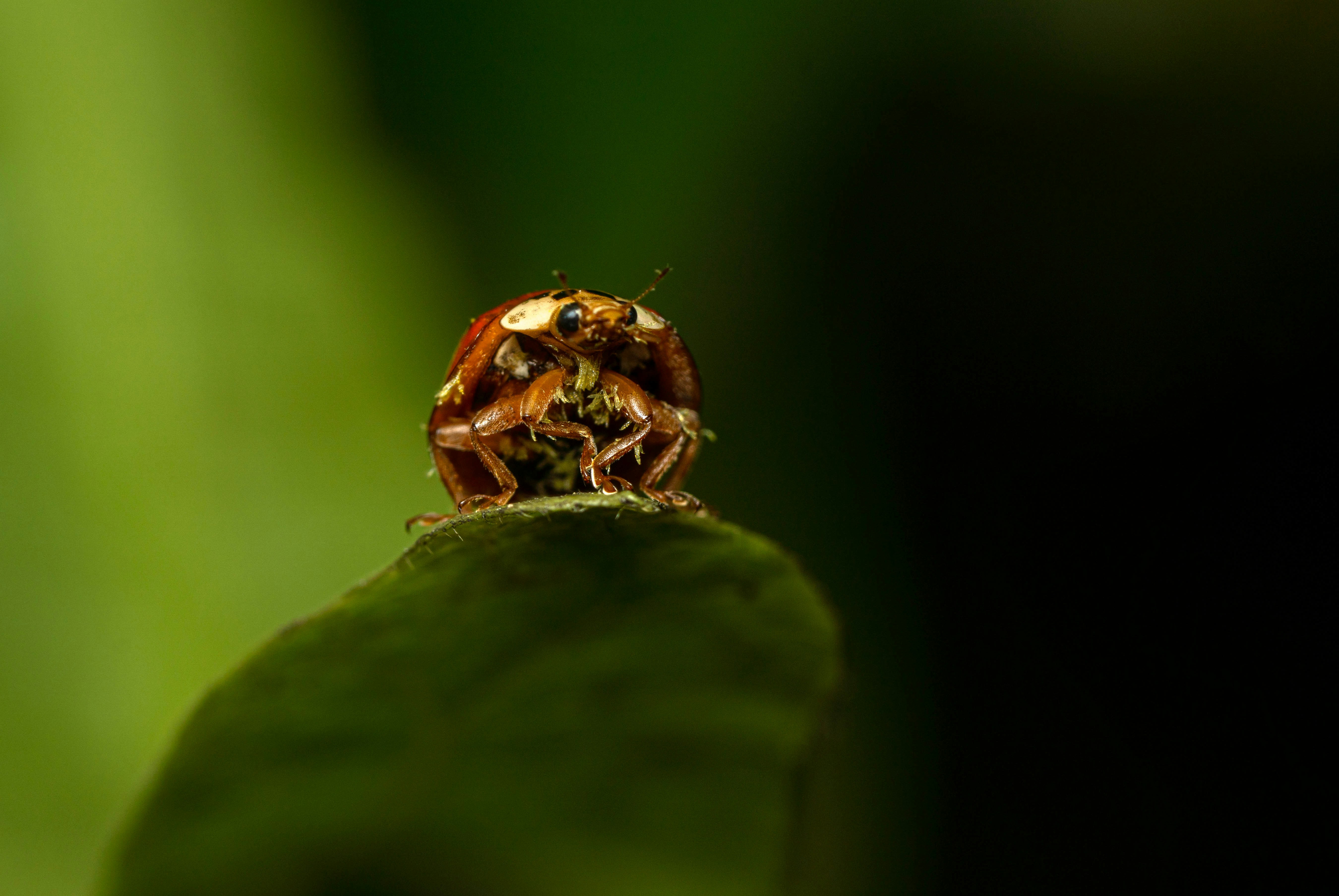 Amber Beetle at the Leaf's Edge, in Velvet Bokeh