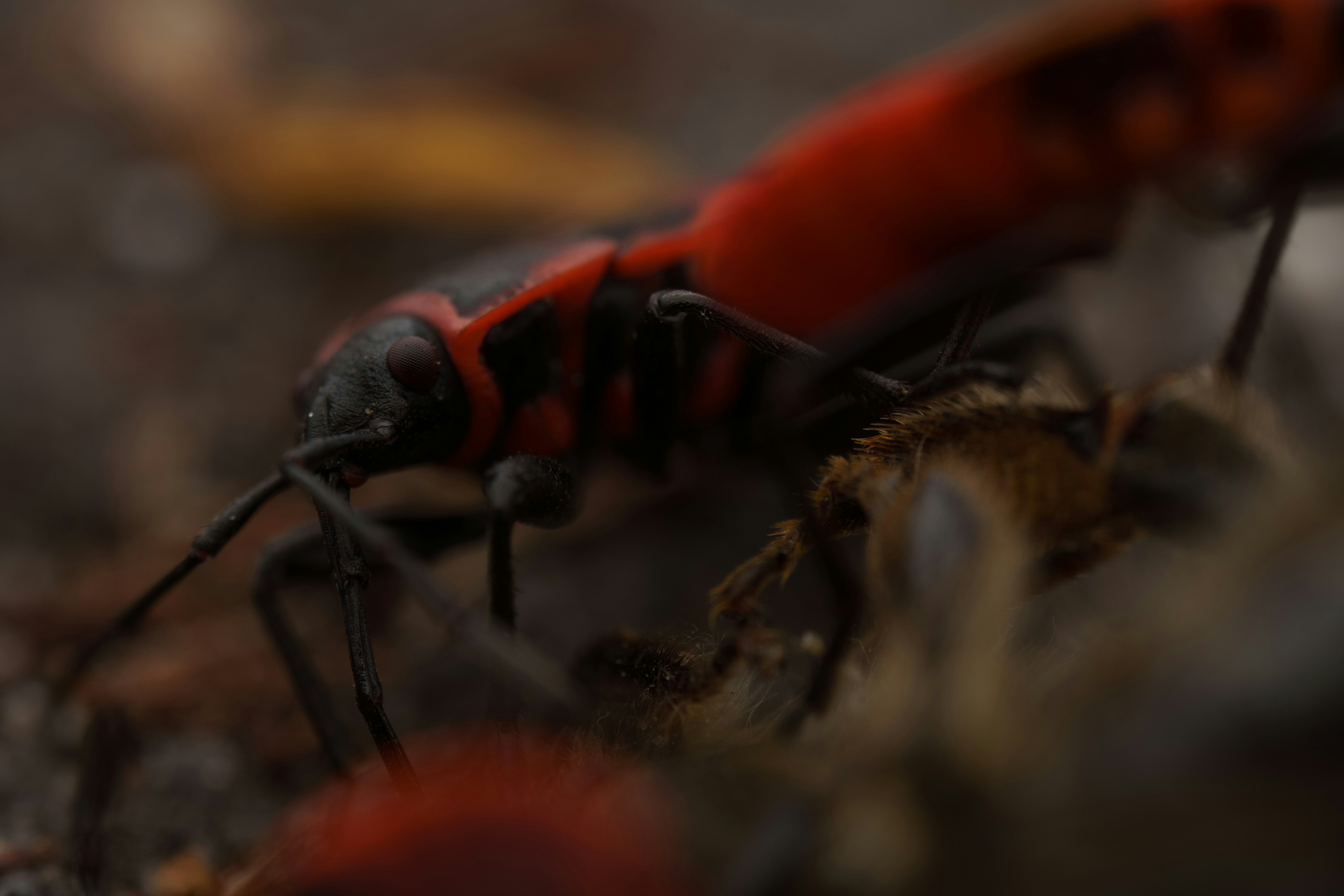 Un gros plan d’un insecte rouge et noir photo – Image gratuite de ...