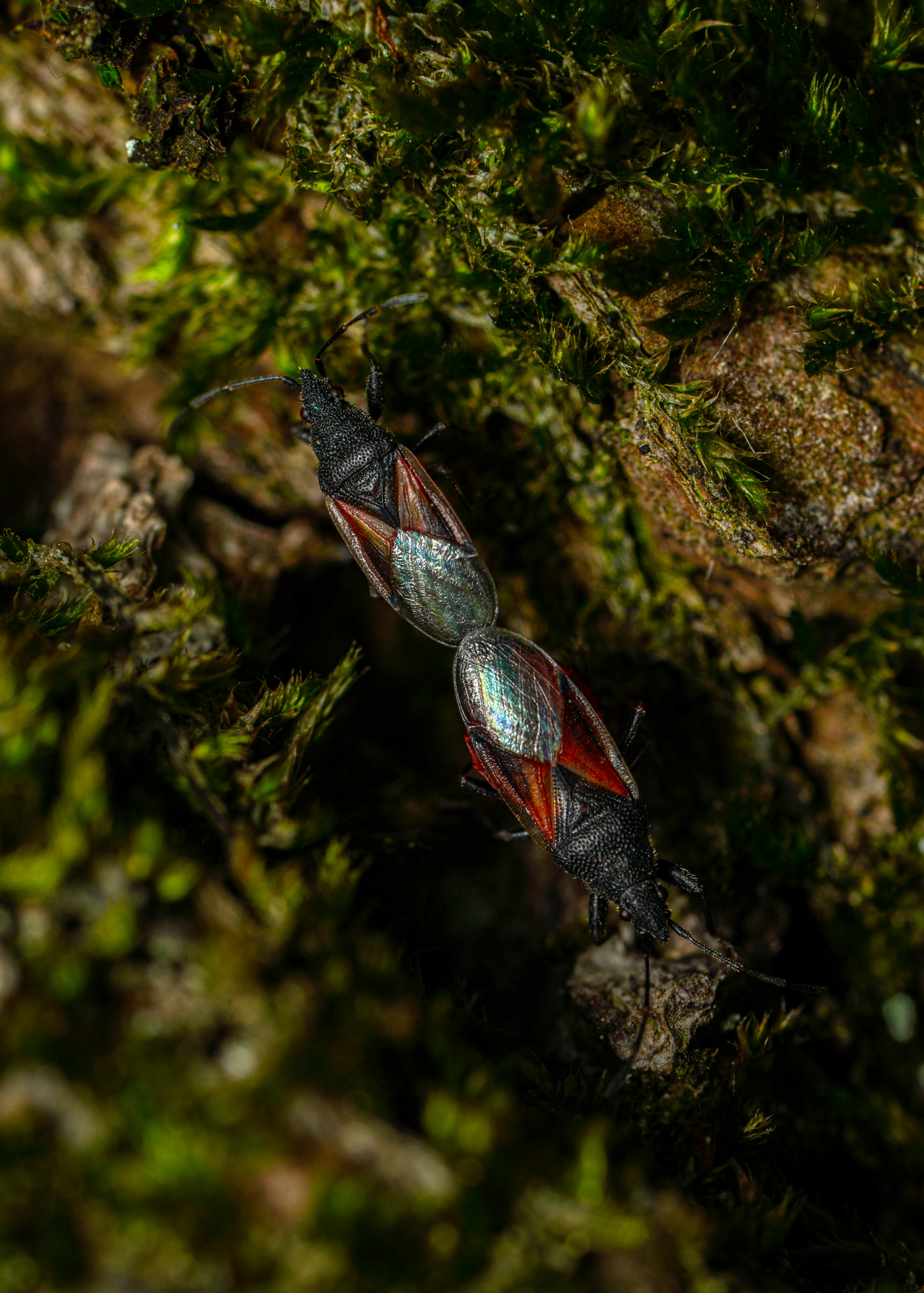 A couple of bugs sitting on top of a moss covered ground photo – Free ...