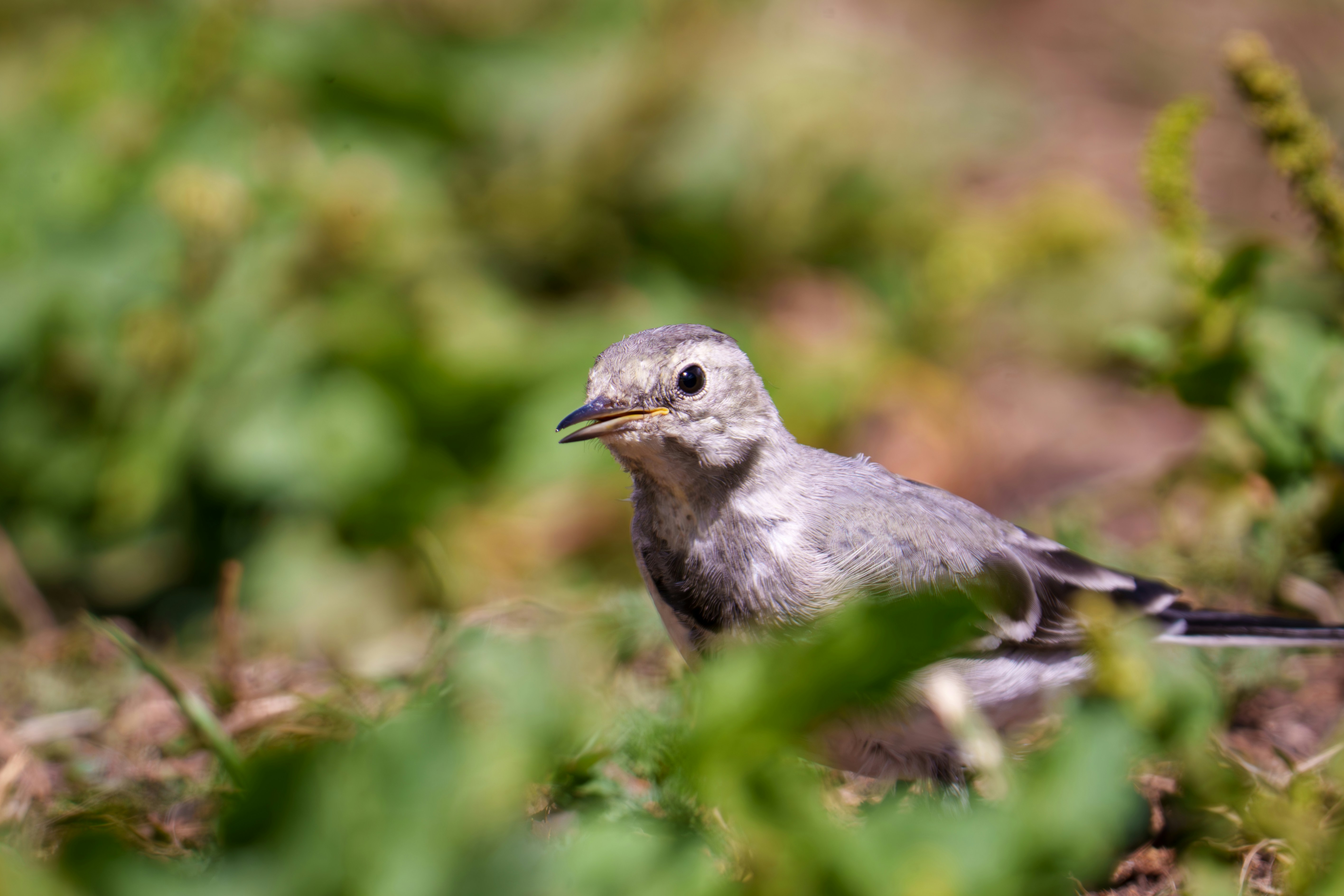 Grey Songbird in a Sunlit Patch: A Ground-Level Moment