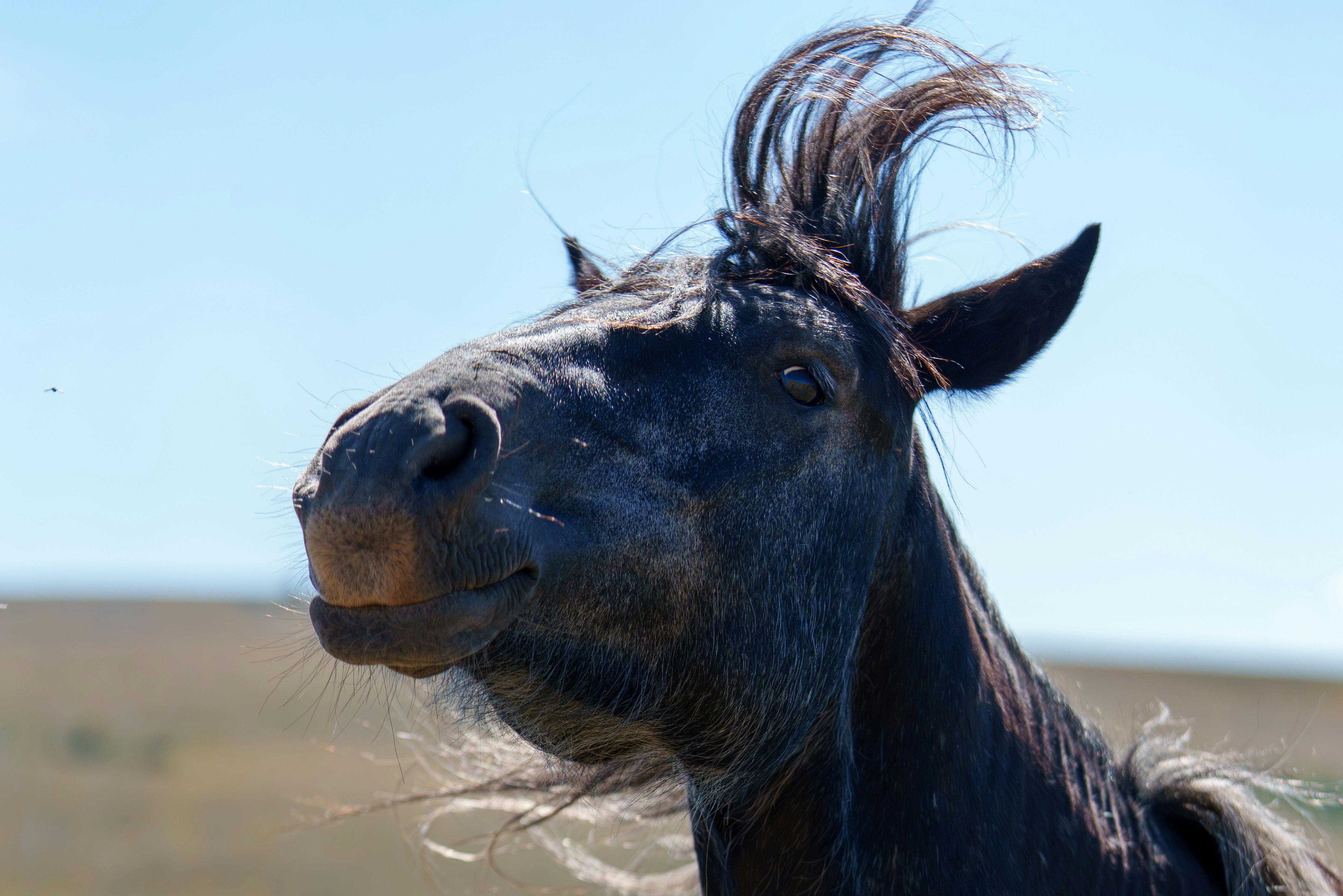 Close-up of a dark horse with a flowing mane against a clear blue sky in open grasslands.