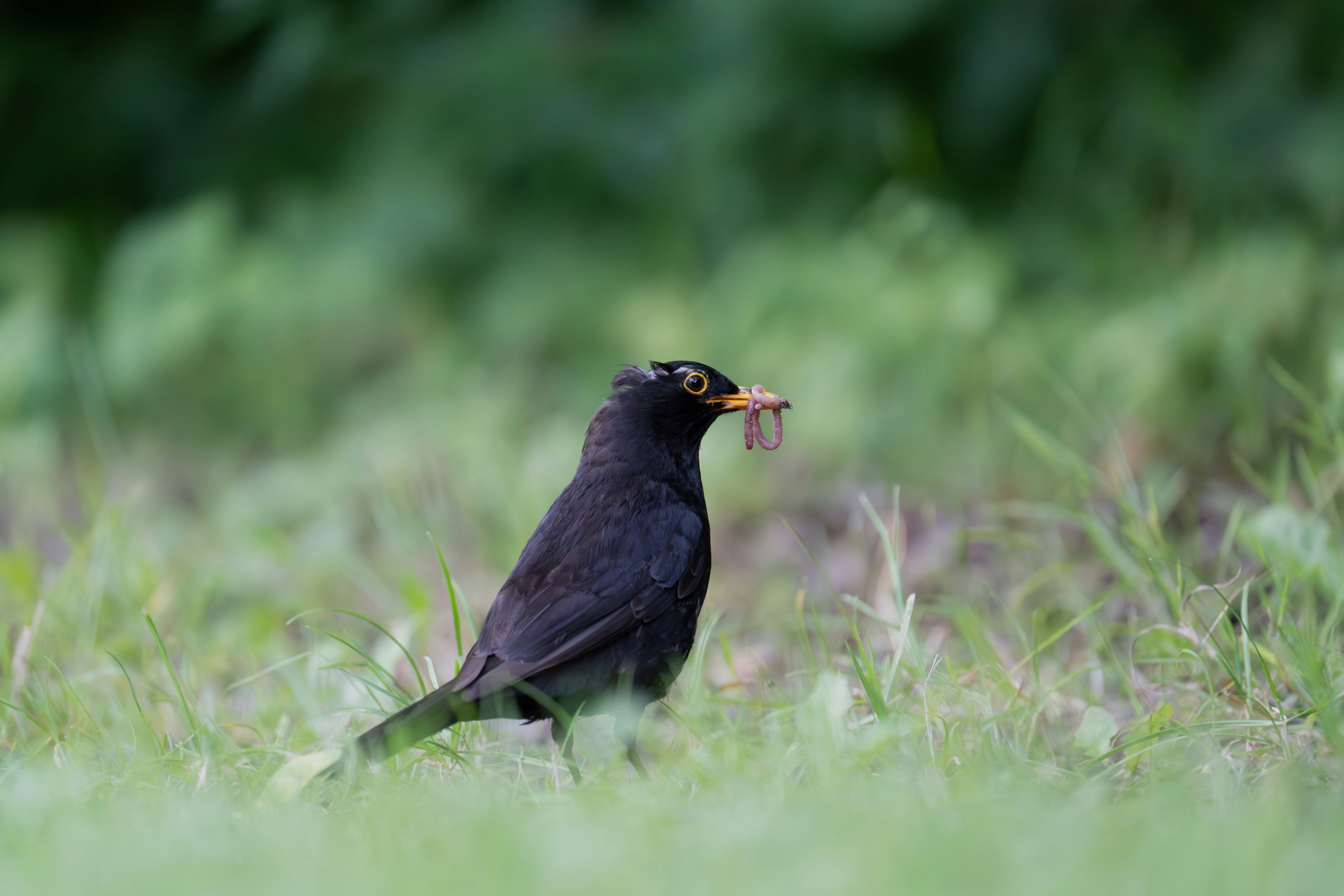 Blackbird clutching a worm amid lush green grass. Vivid contrast between the bird's dark feathers and the vibrant background.