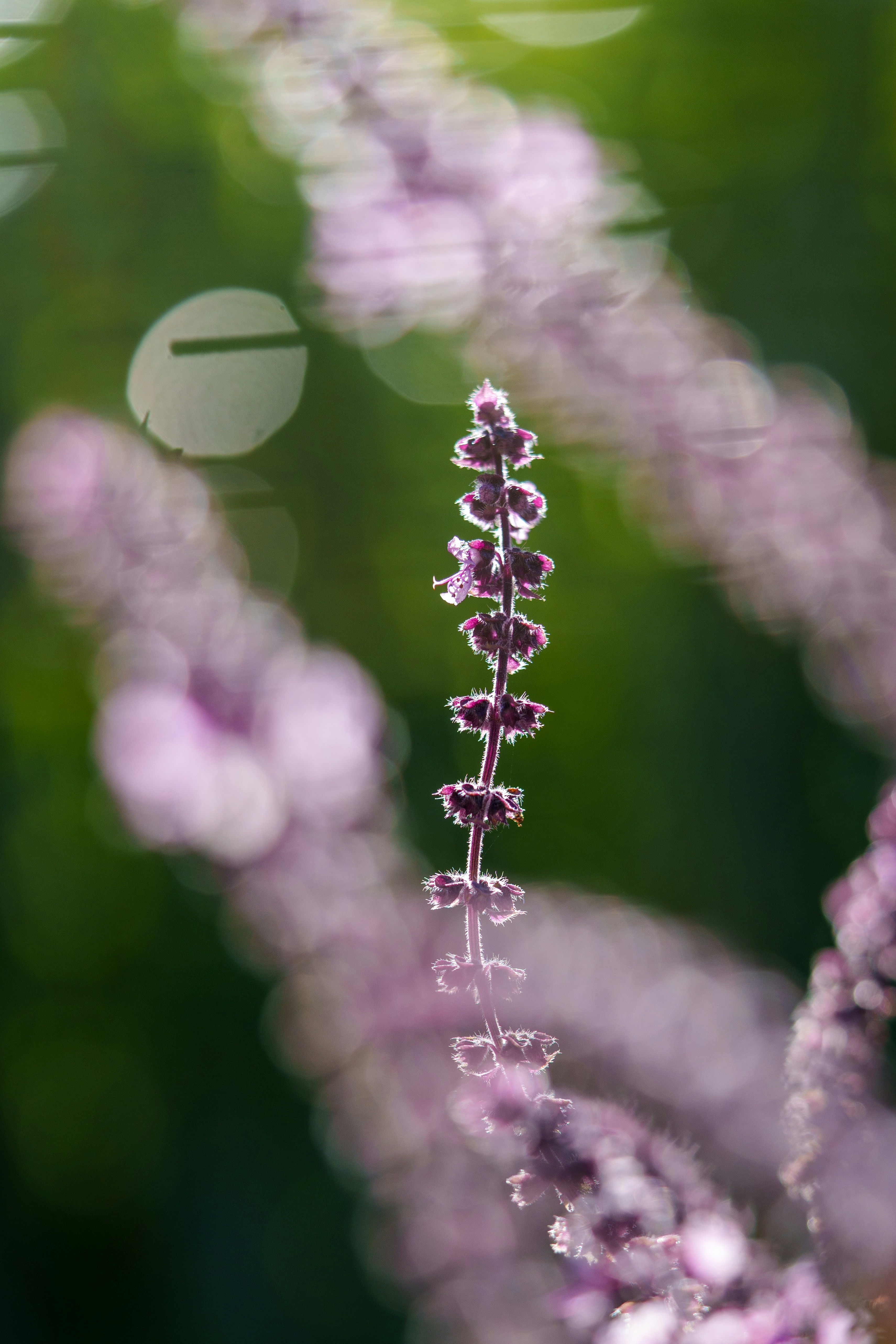 Midnight Amethyst: A single lavender spike in sunlit bokeh