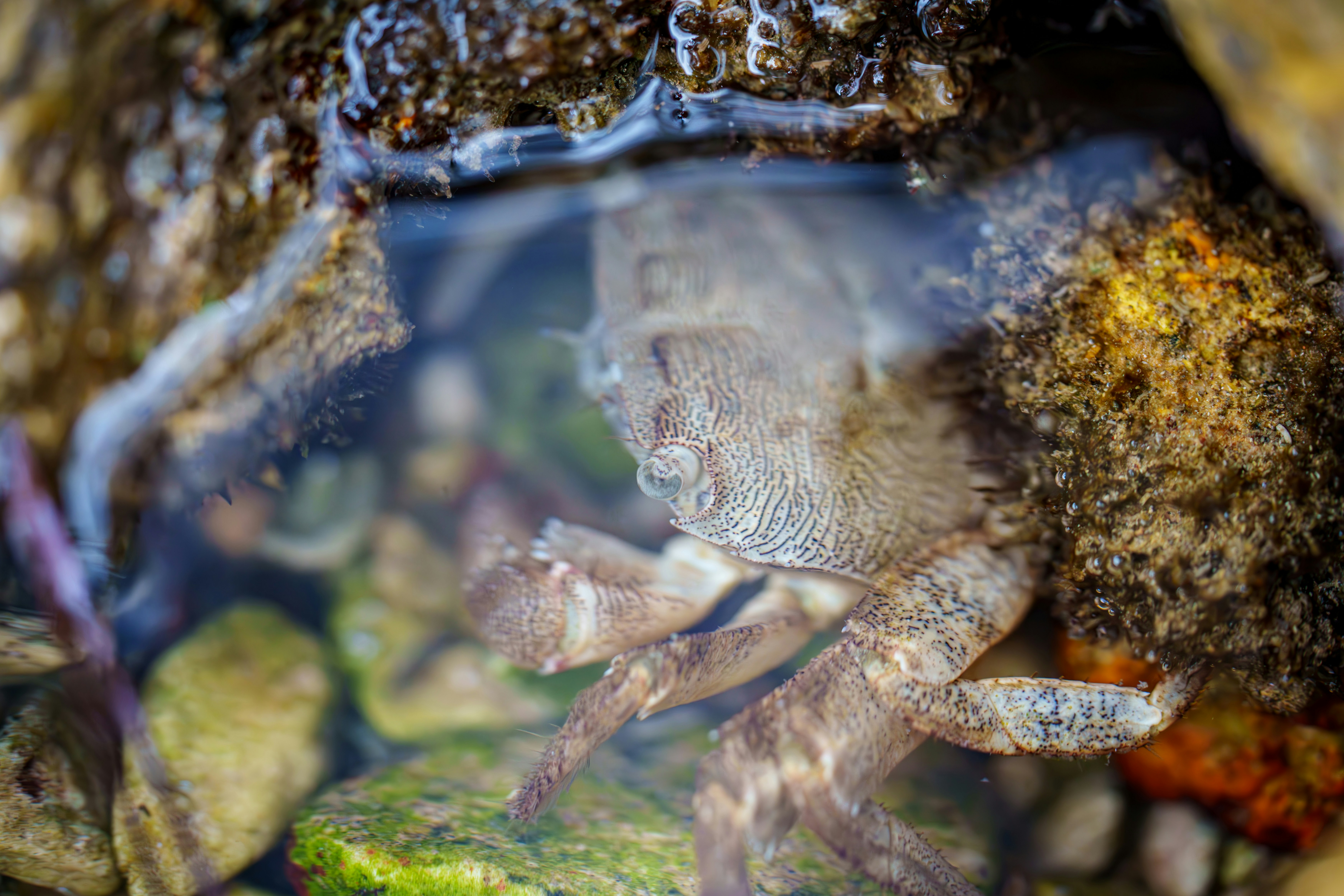 Crab Portrait through a Tide-Pool Window