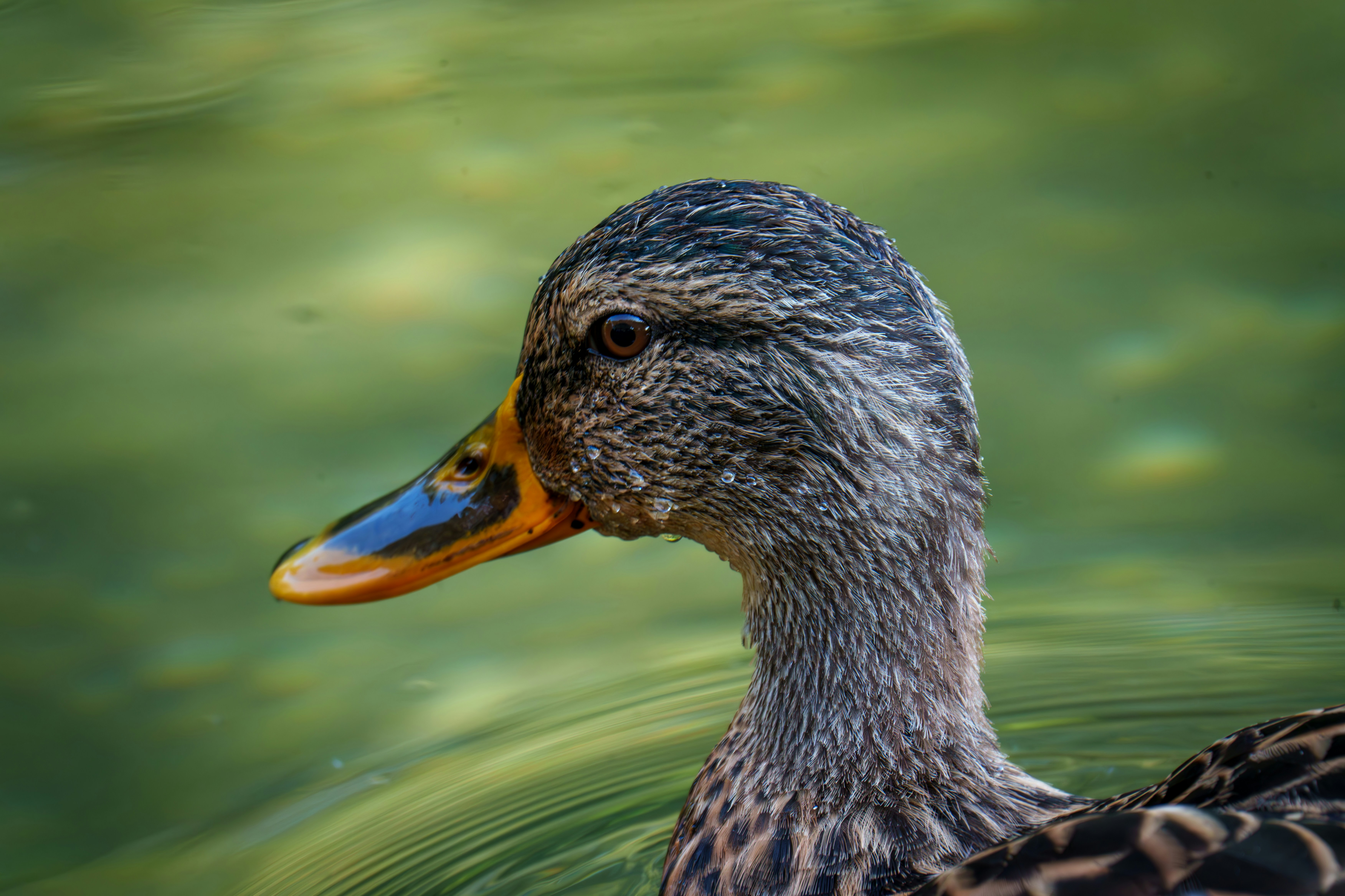Duck with intricate feather patterns and vibrant orange beak against a blurred green water background.